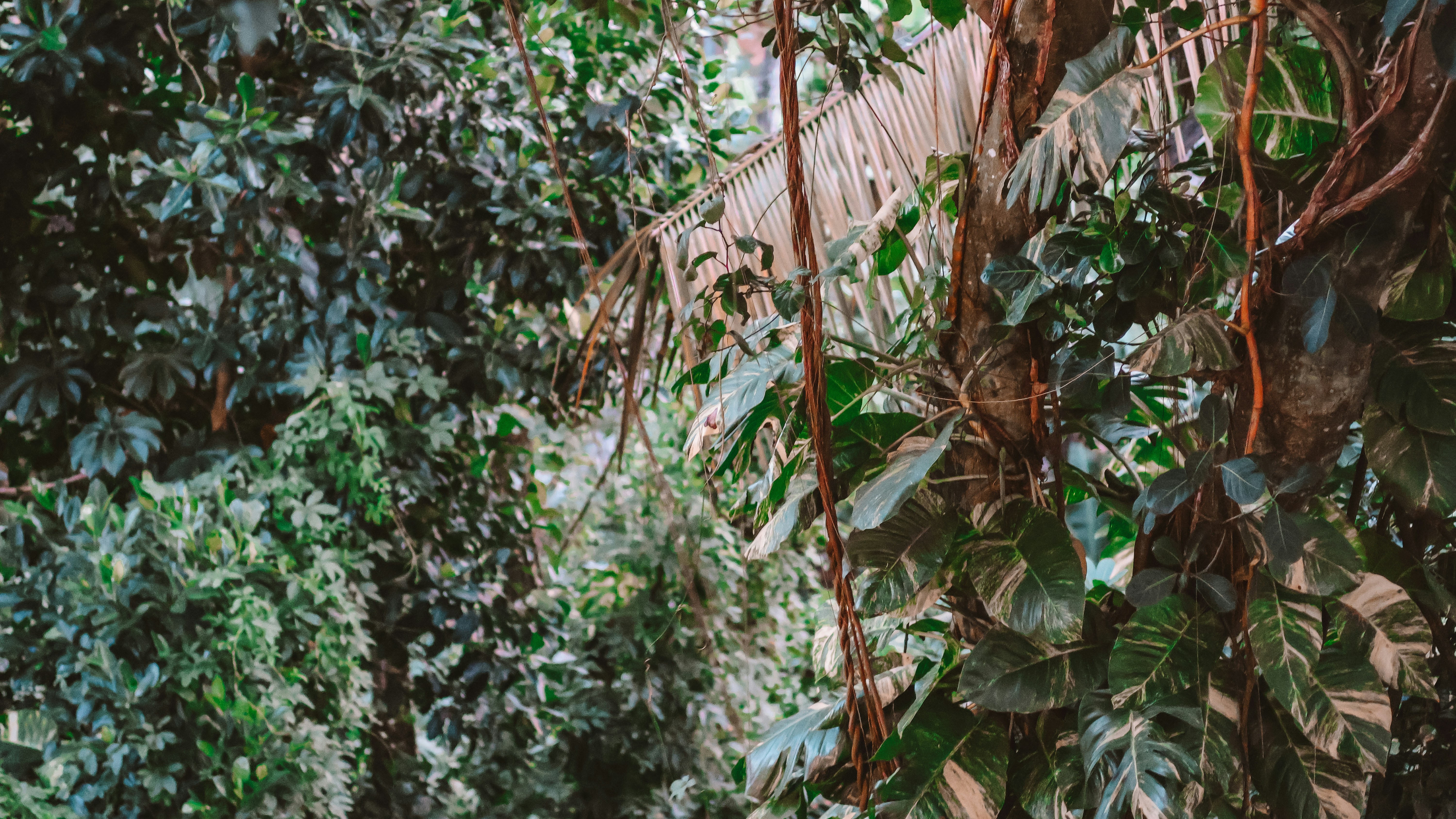 Green Curtain: A Dense Jungle Wall Framed by Vines and Leaves