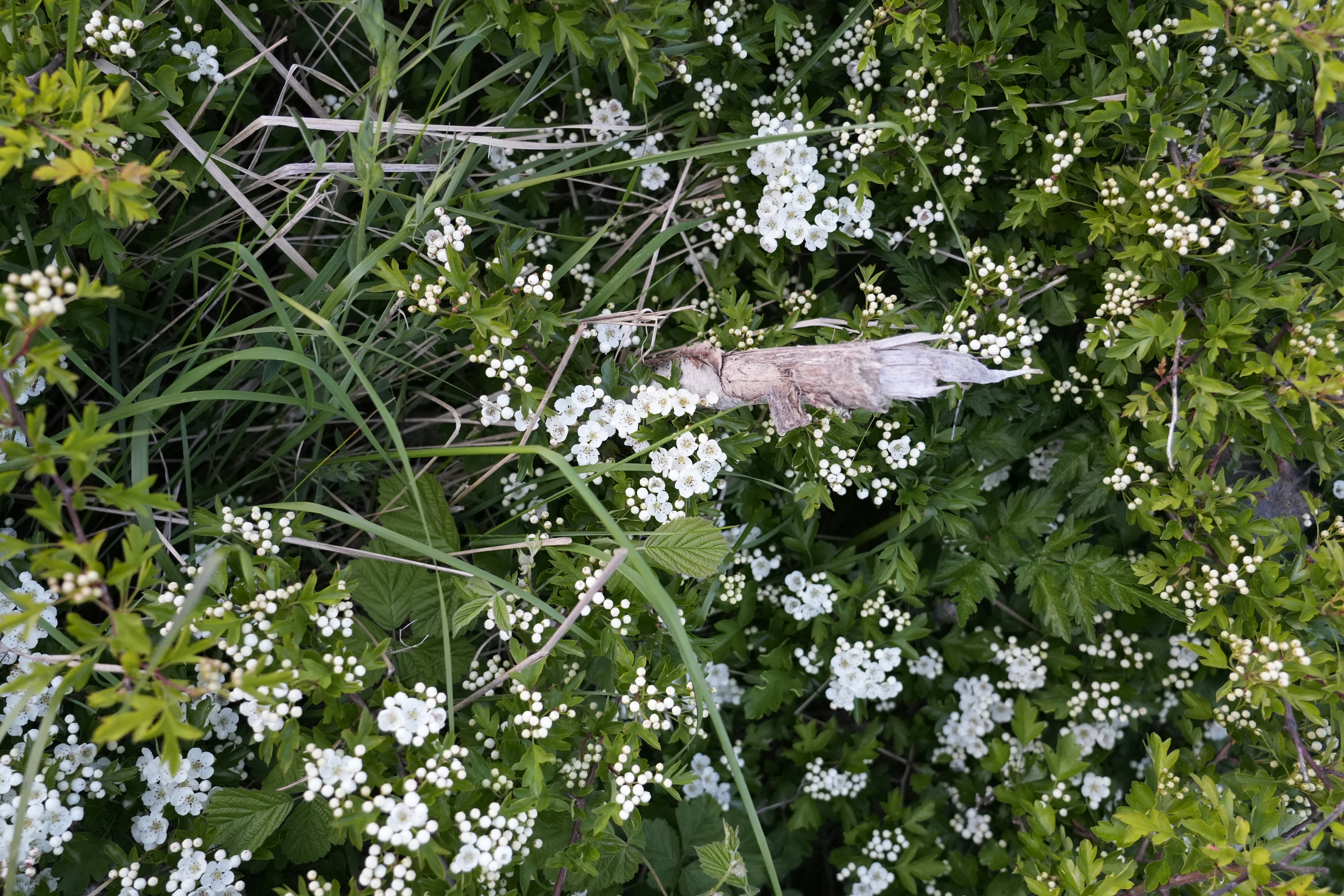 Whispering White Blooms Amid a Sunlit Tangle