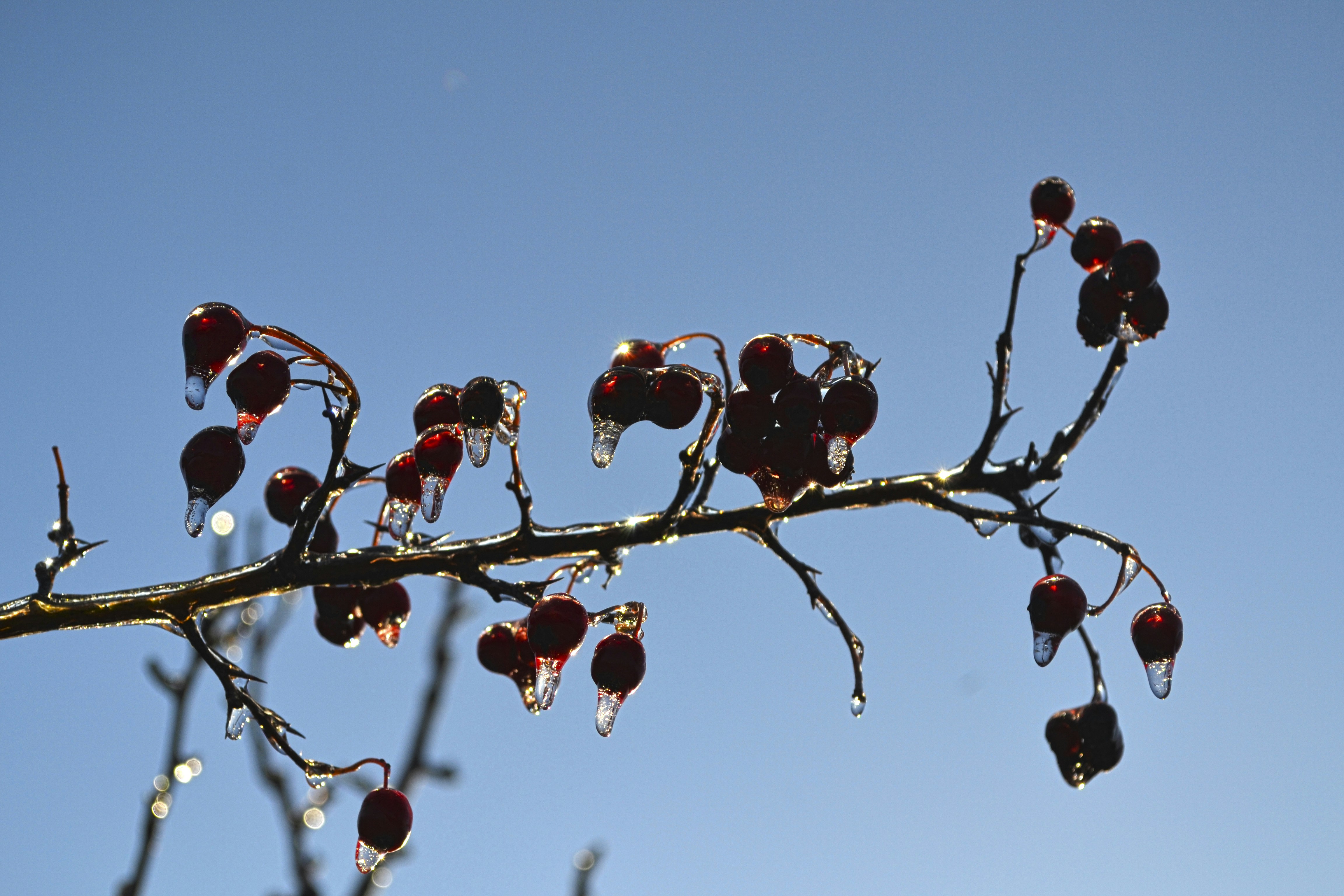 Icy Crimson Berries on a Sunlit Twig
