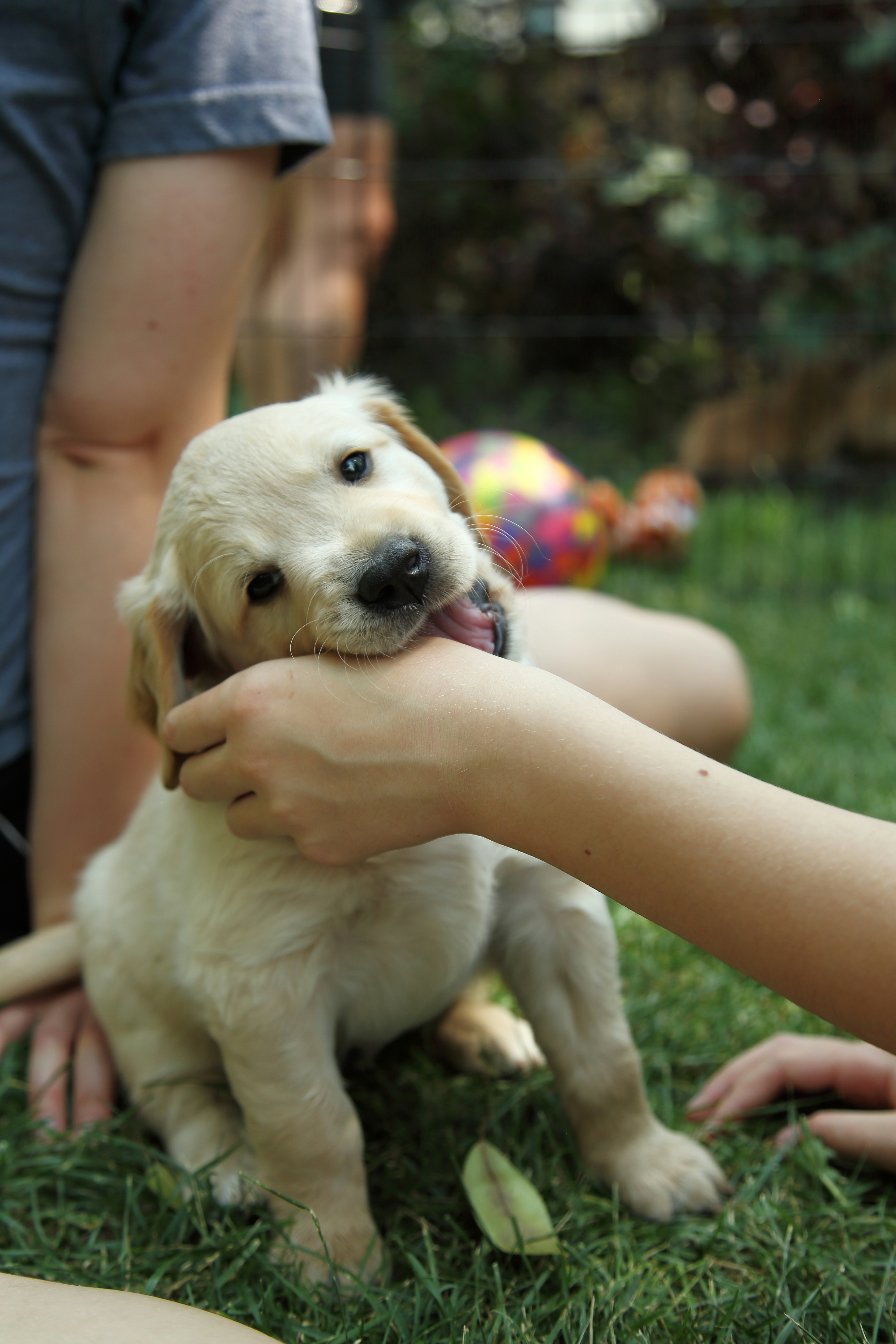 Gentle Mouthful: A Puppy Nuzzles an Adult's Hands on the Grass