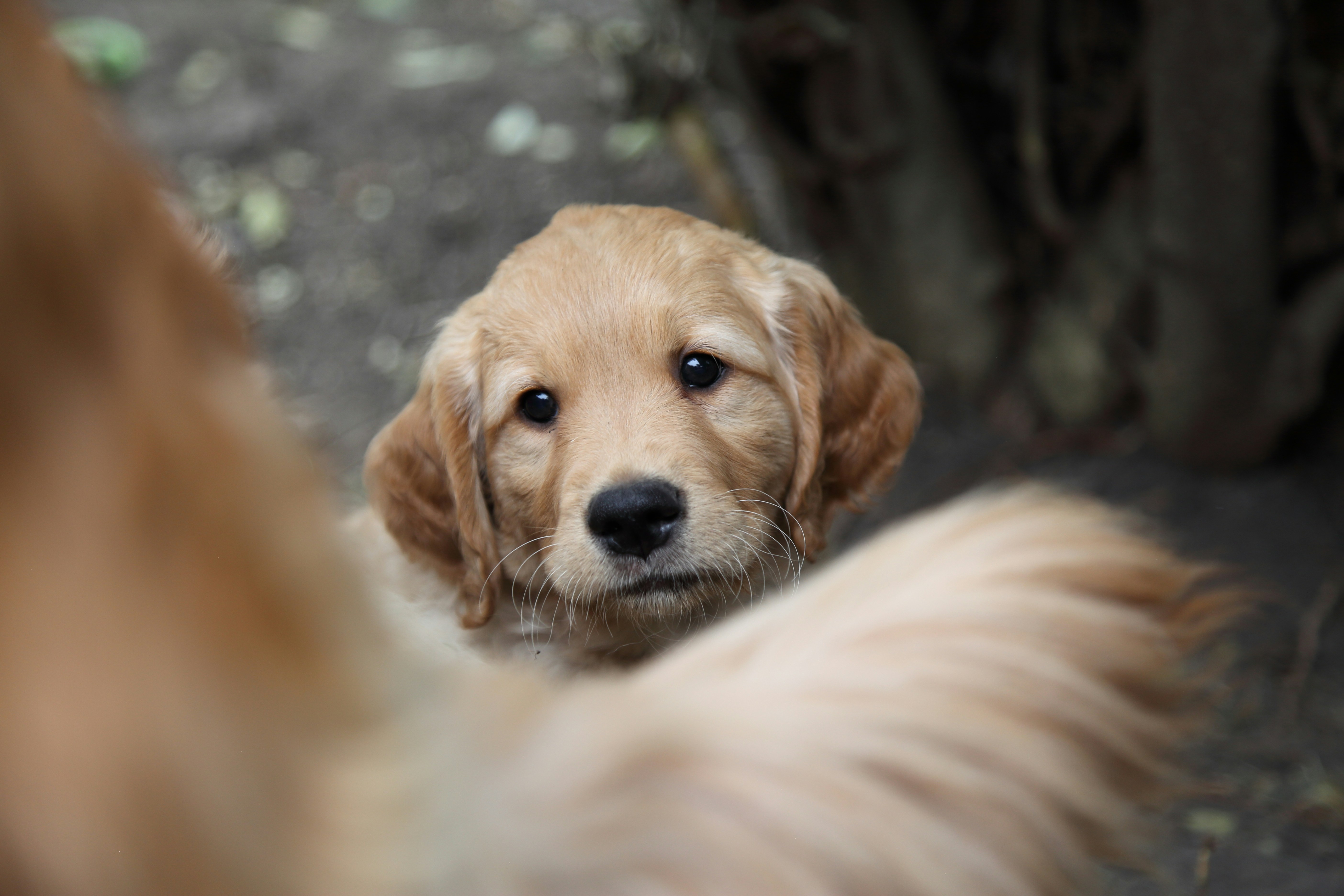Curious Pup in the Pause Between Moments