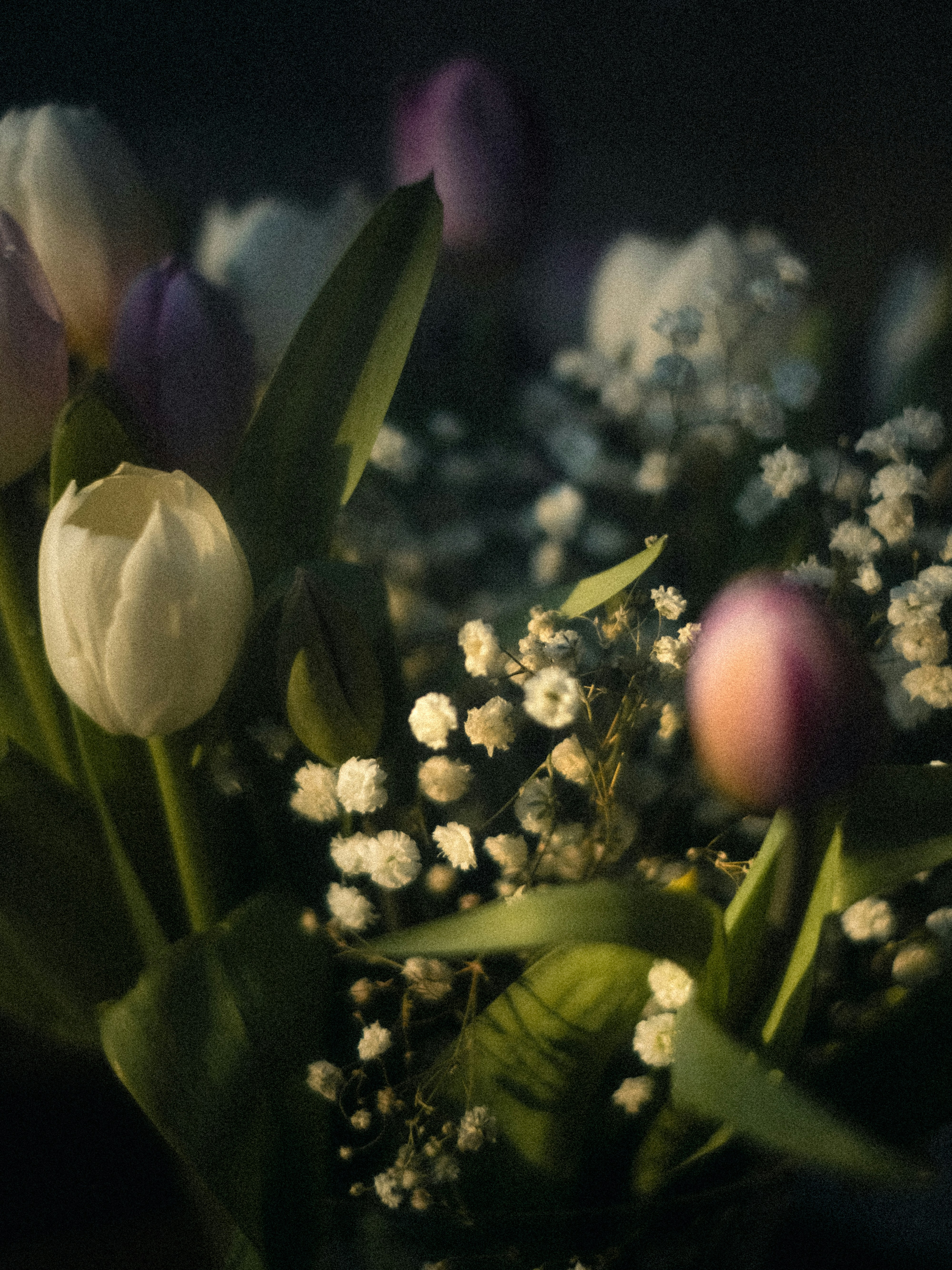 A Quiet Moment with White Tulip in Soft Focus