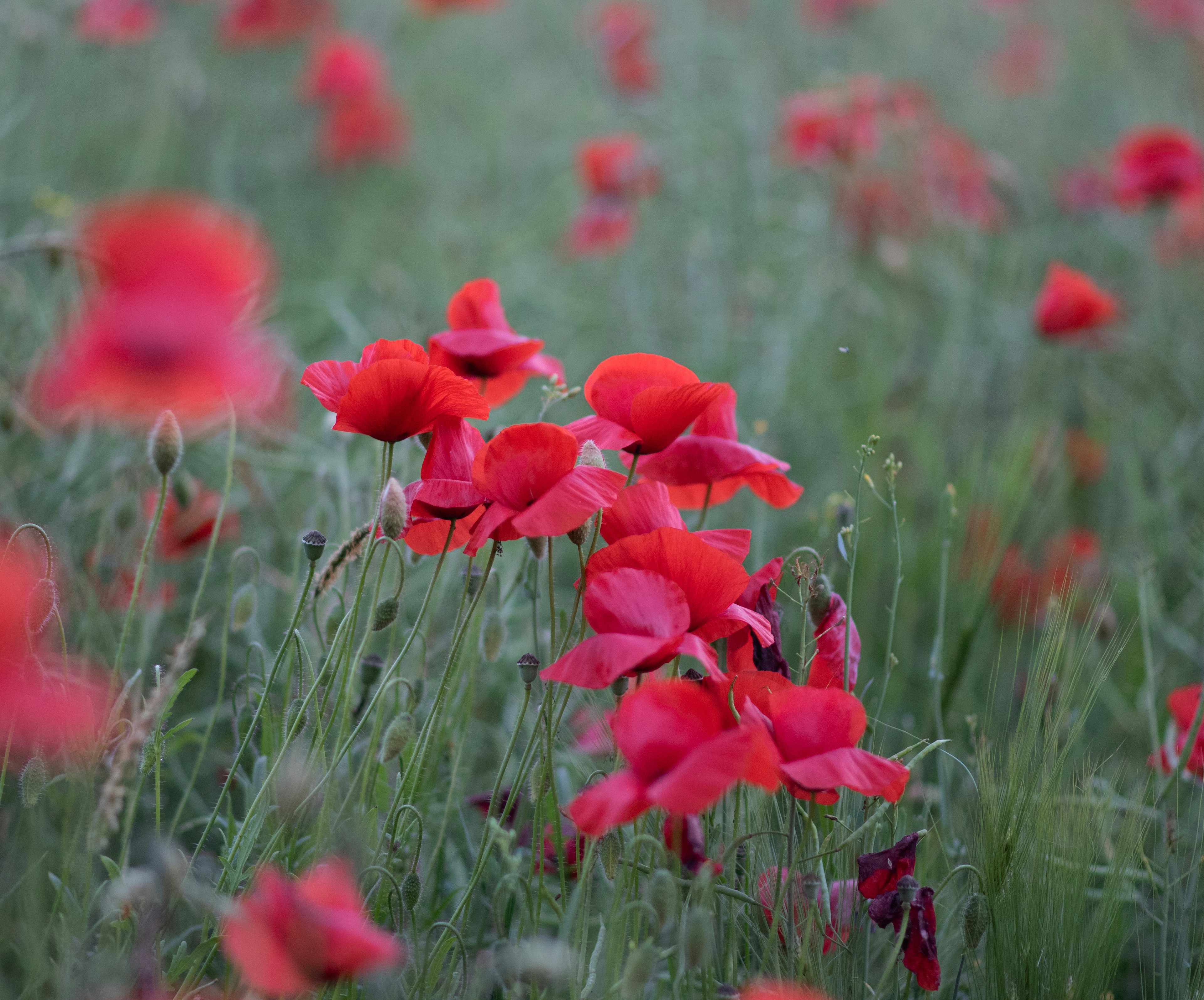 Whispers of Scarlet in a Field of Green