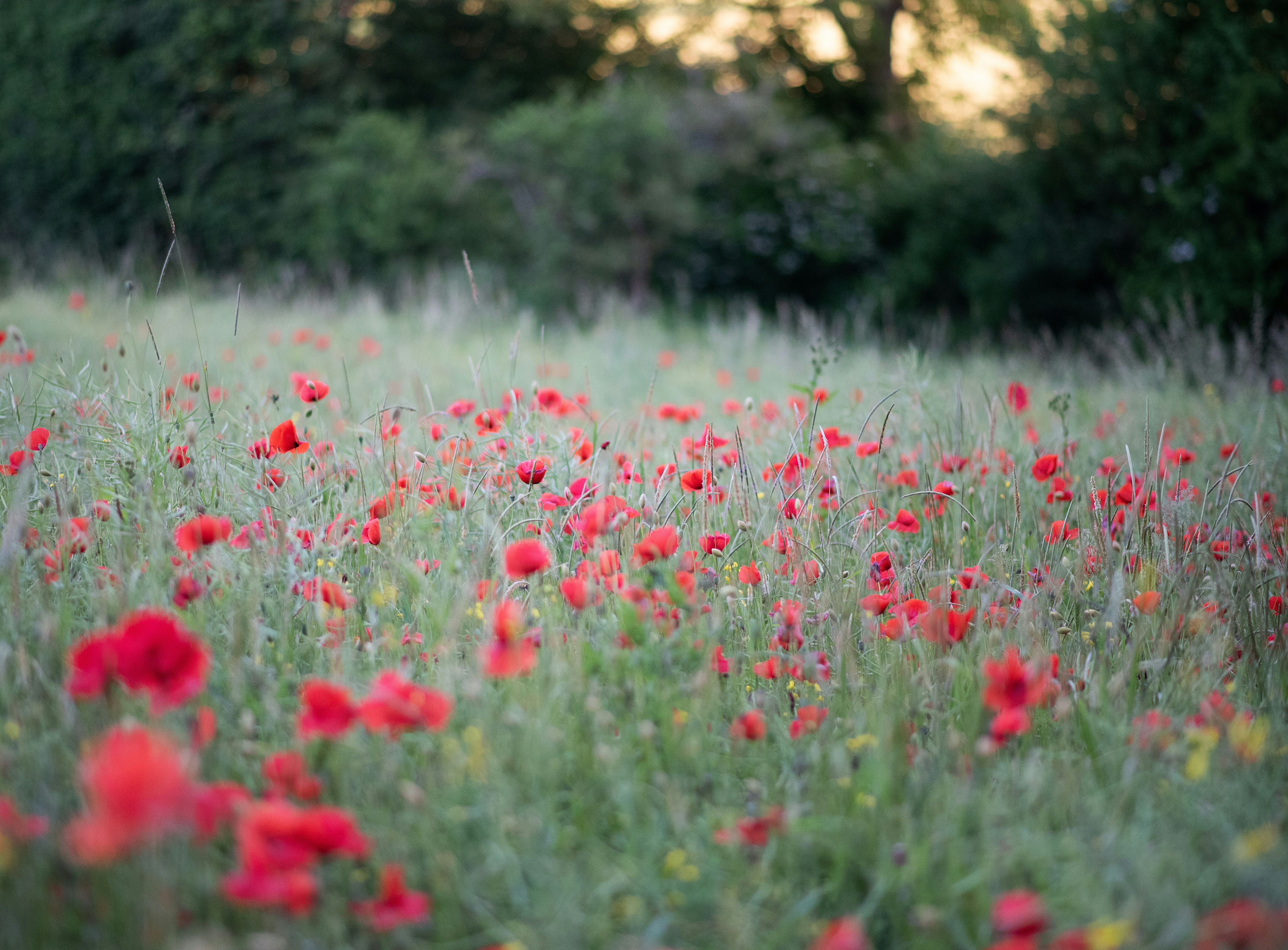 Red Field at Dusk: A Blooming Meadow Fresco