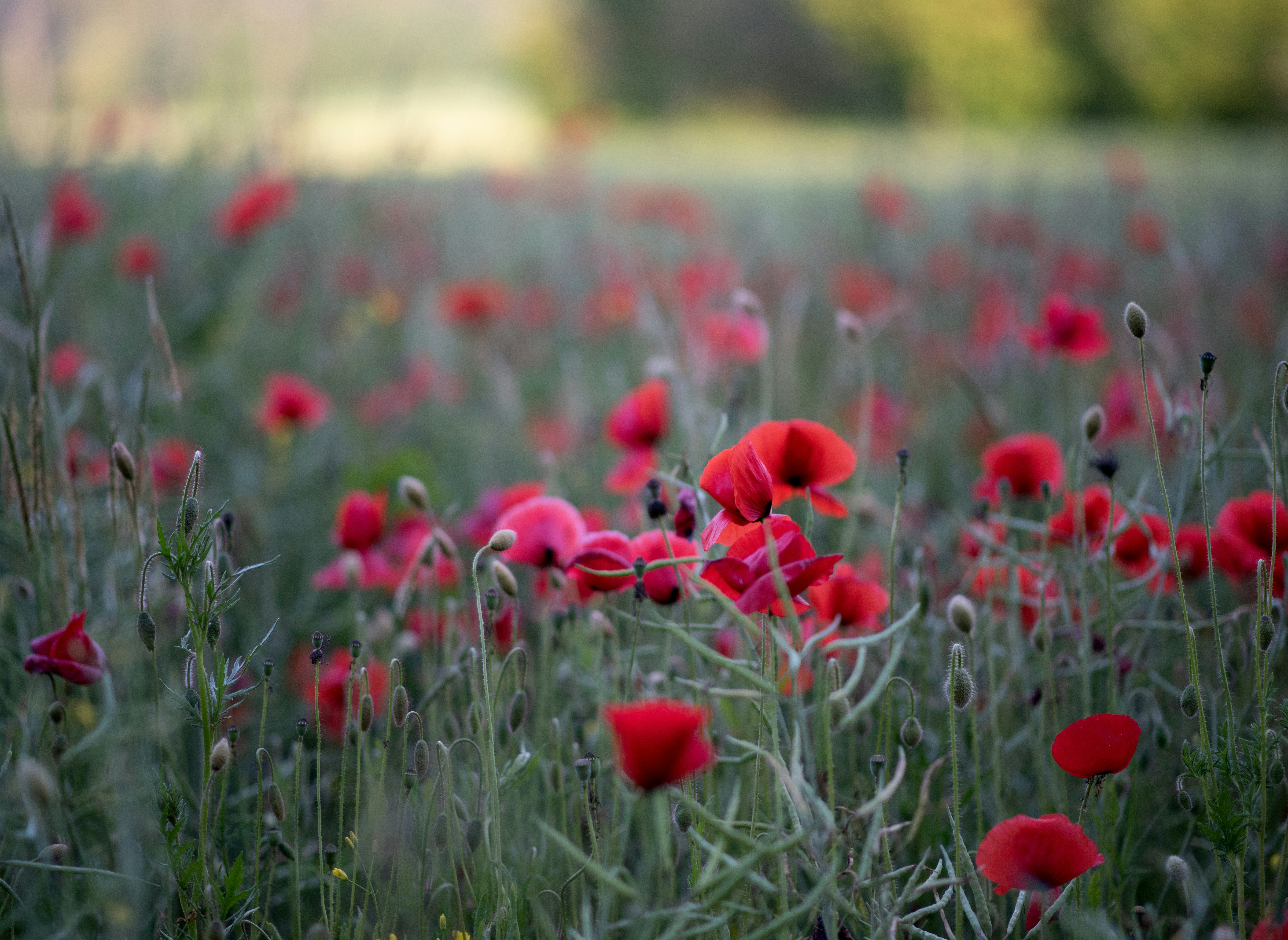 Crimson Poppies in a Soft Meadow Morning