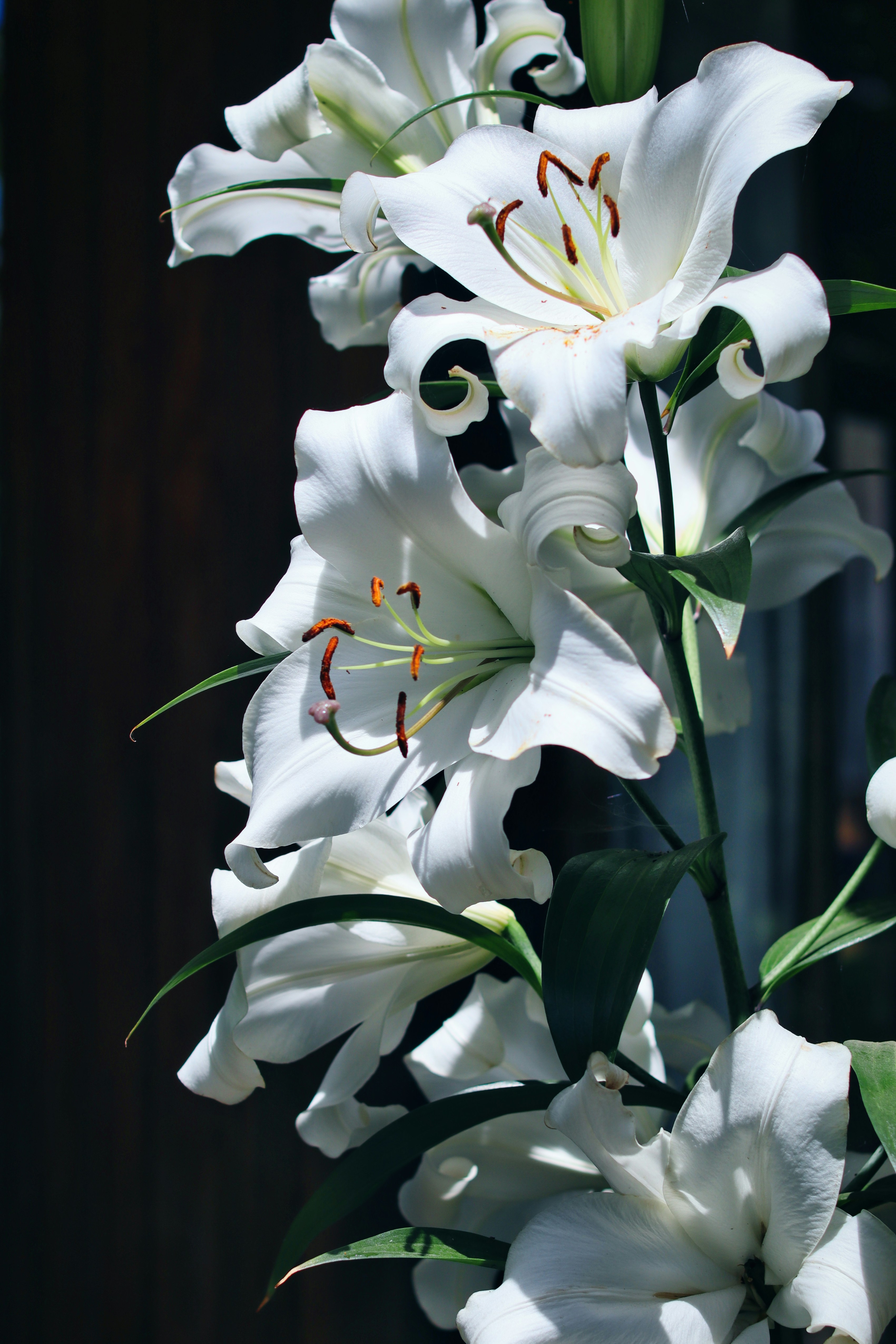 Cluster of white lilies with orange anthers stands tall against a dark background, highlighting petal texture and curling stamen in a studio-like composition.