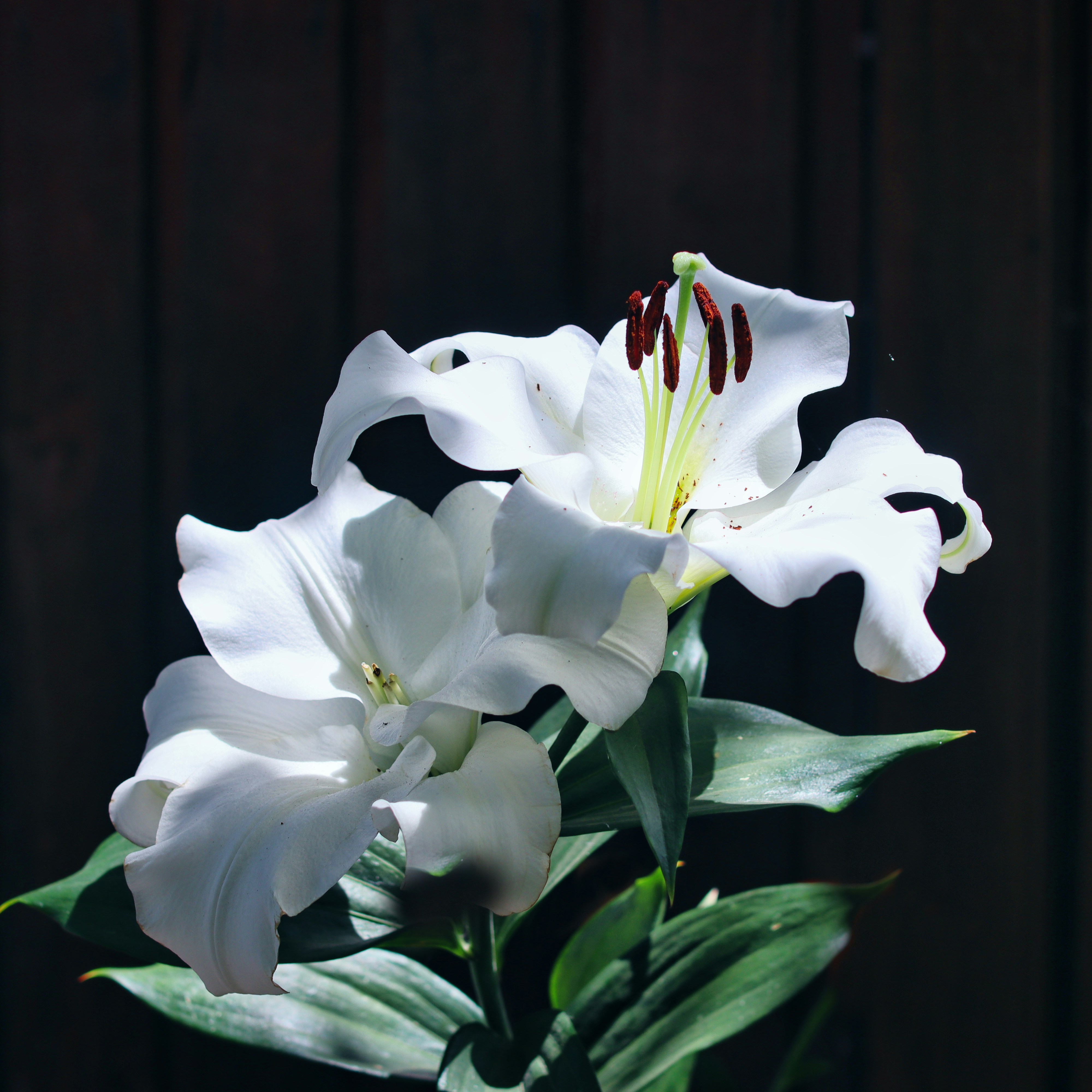 White Lily Bloom Against Aged Timber