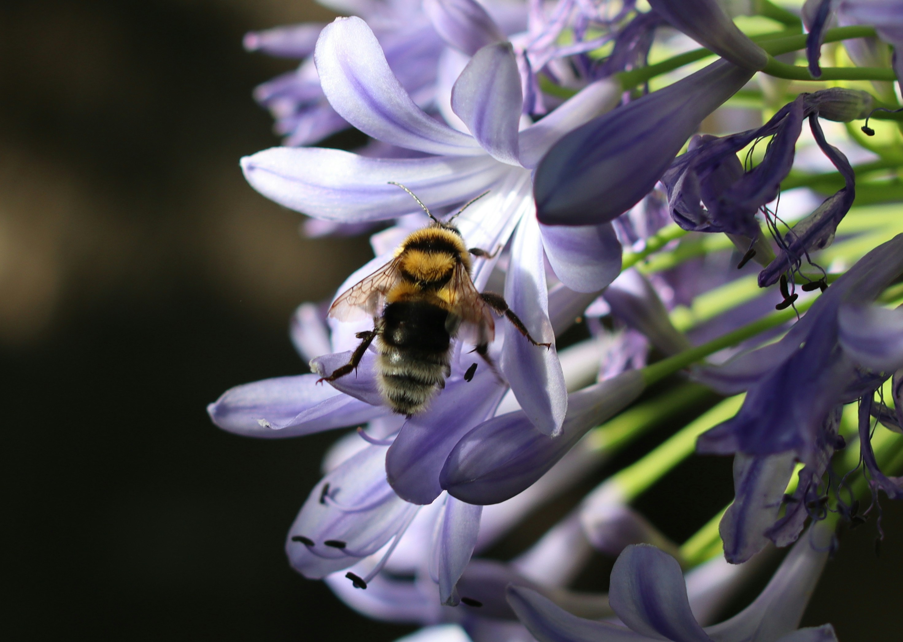 Honeybee at Center Stage on Violet Bell Flowers