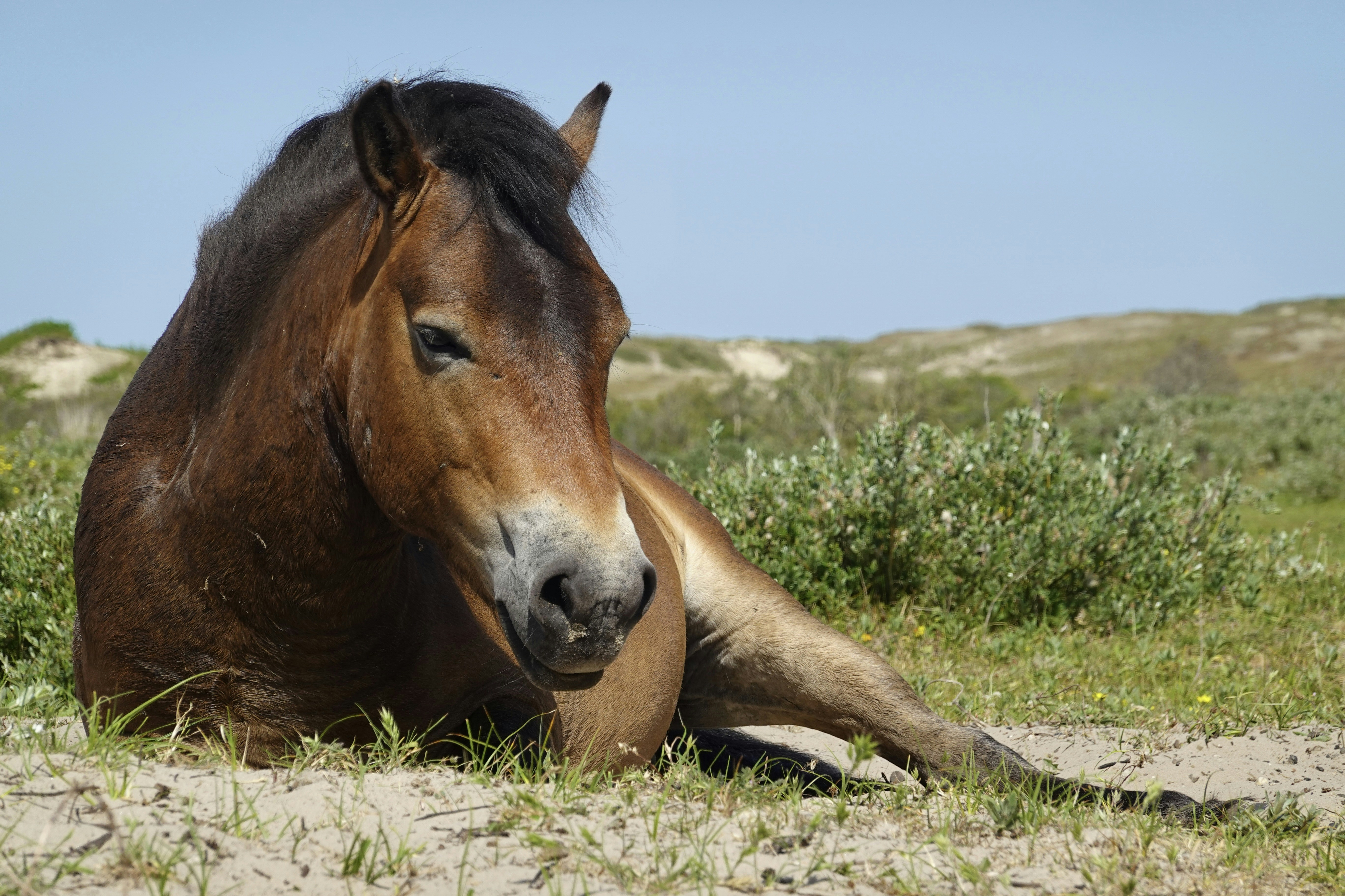 Cozy Rest: A brown horse lounges on sunlit sandy ground