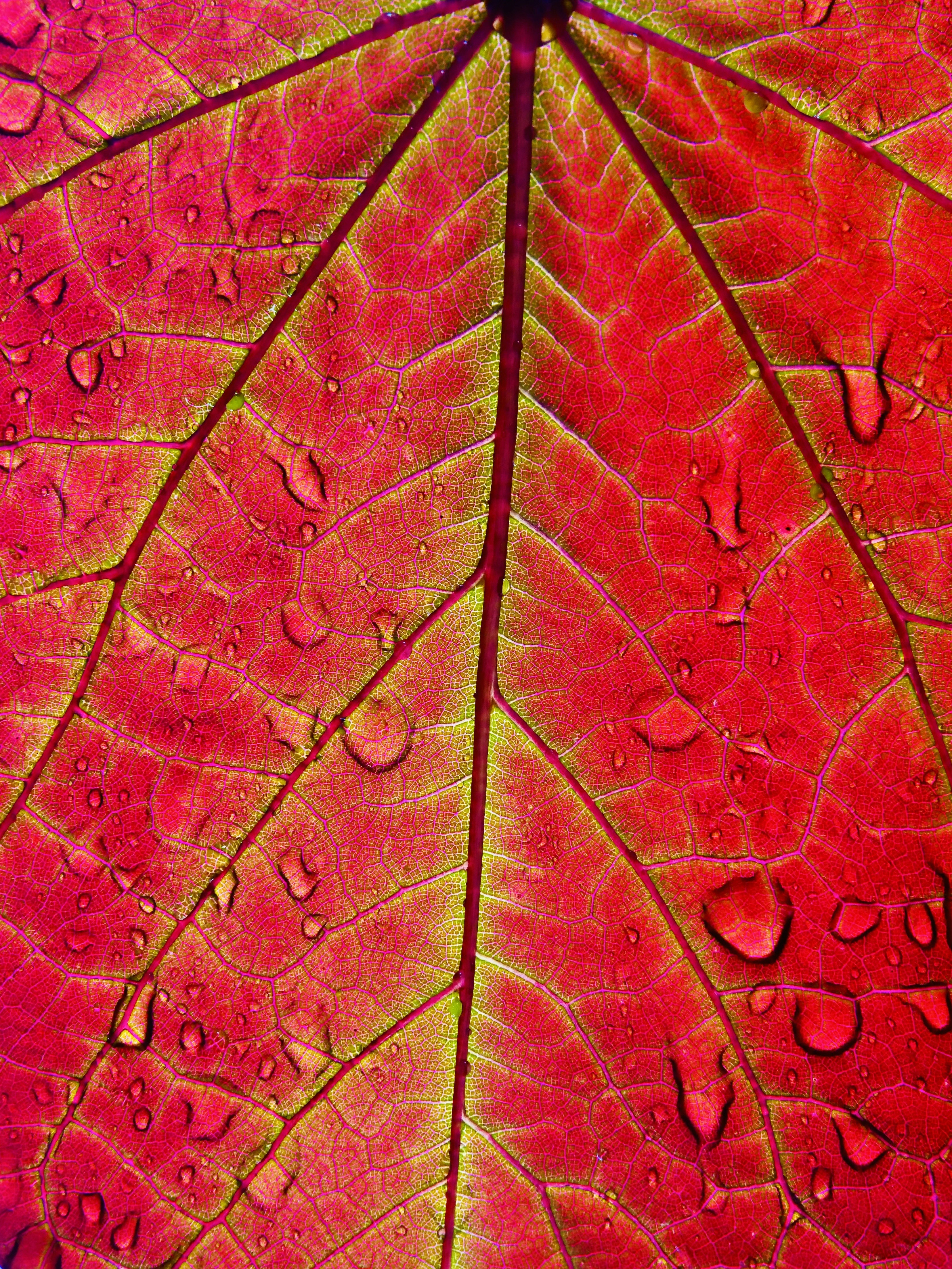 Crimson Vein: a macro study of a leaf's lifeblood across the central midrib
