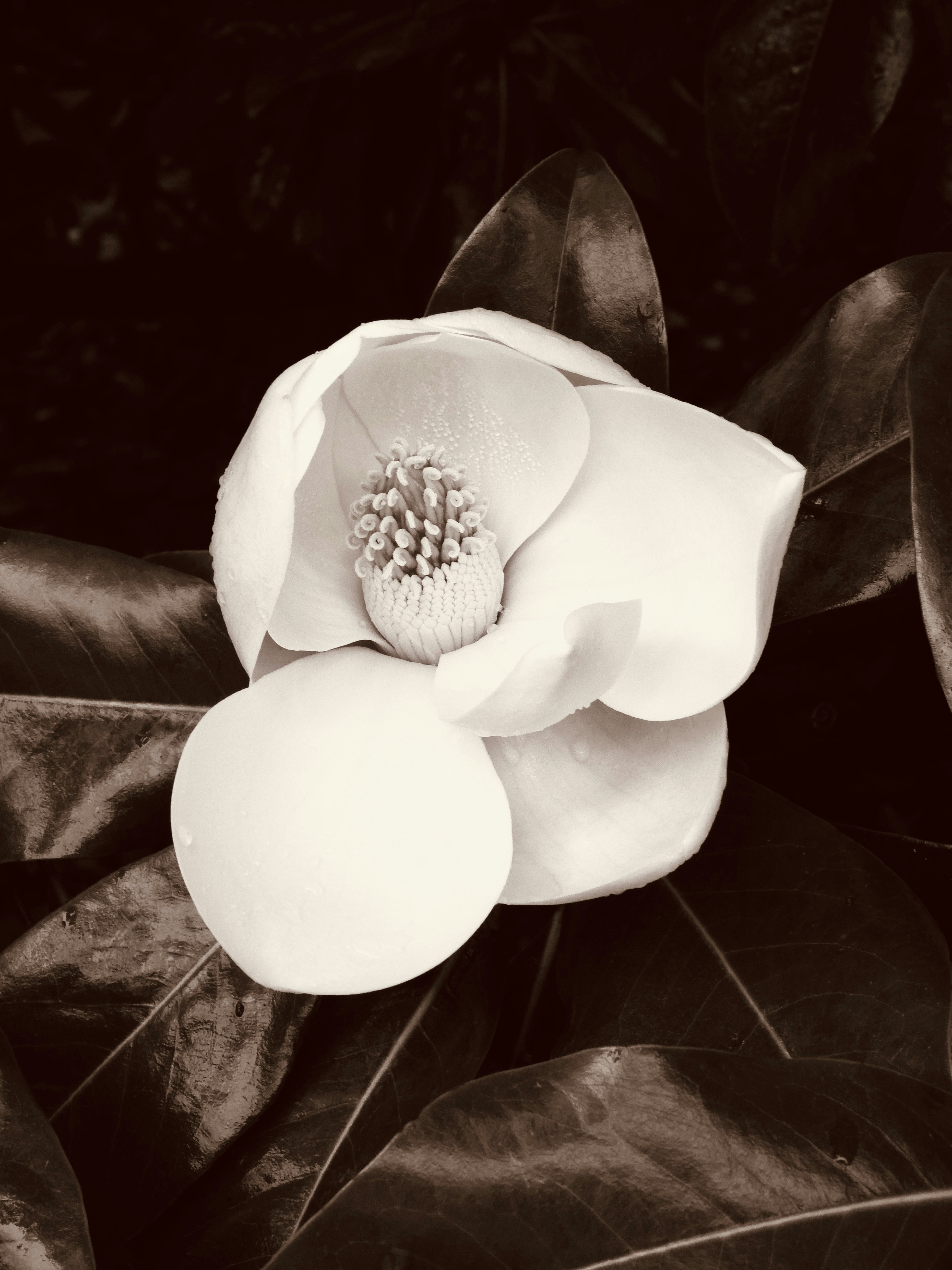 Ivory Bloom: A Magnolia in Sepia Quiet