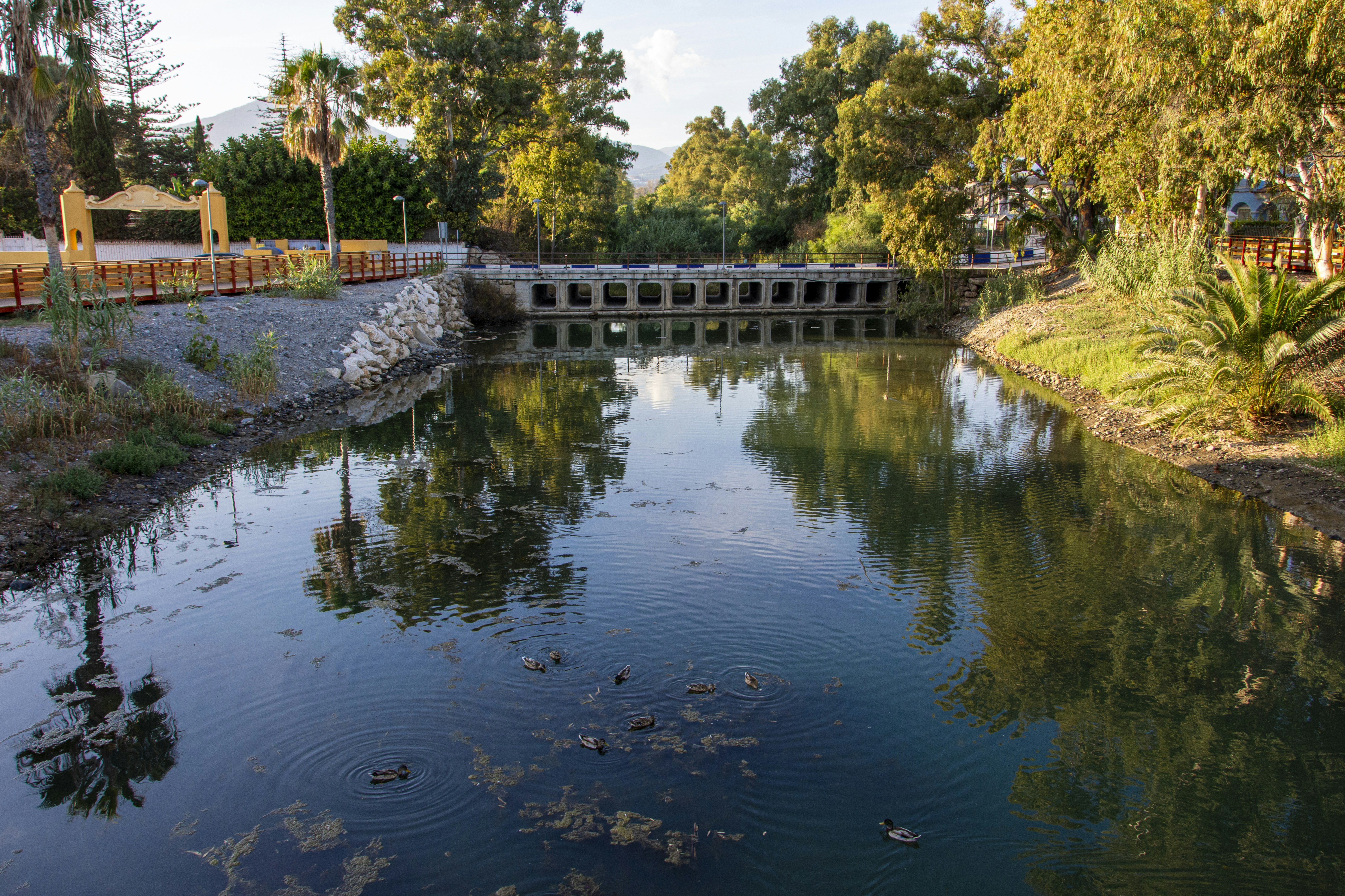 Still Waters by the Bridge: A Tranquil Park Pond