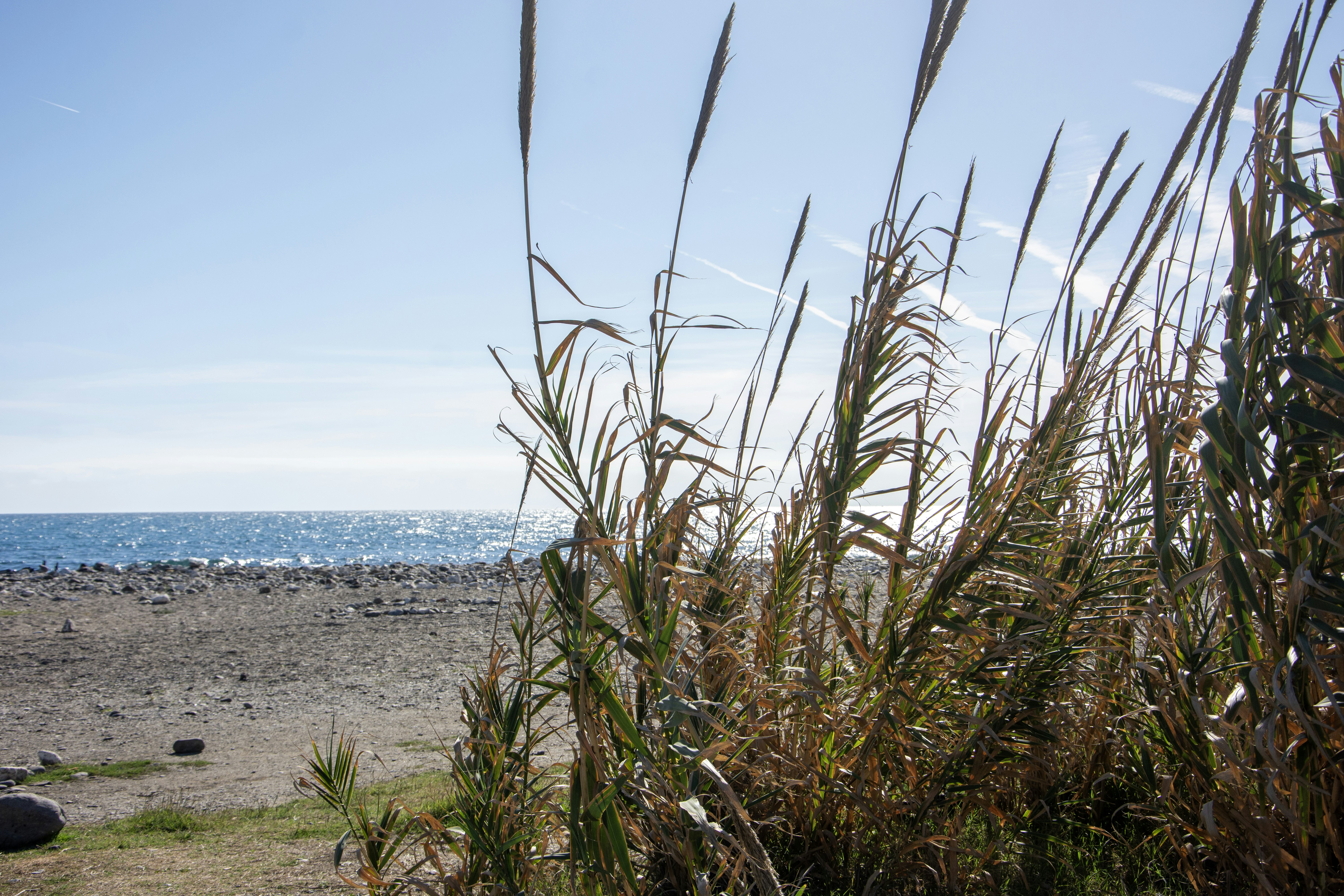 Sea Breeze in the Grasses