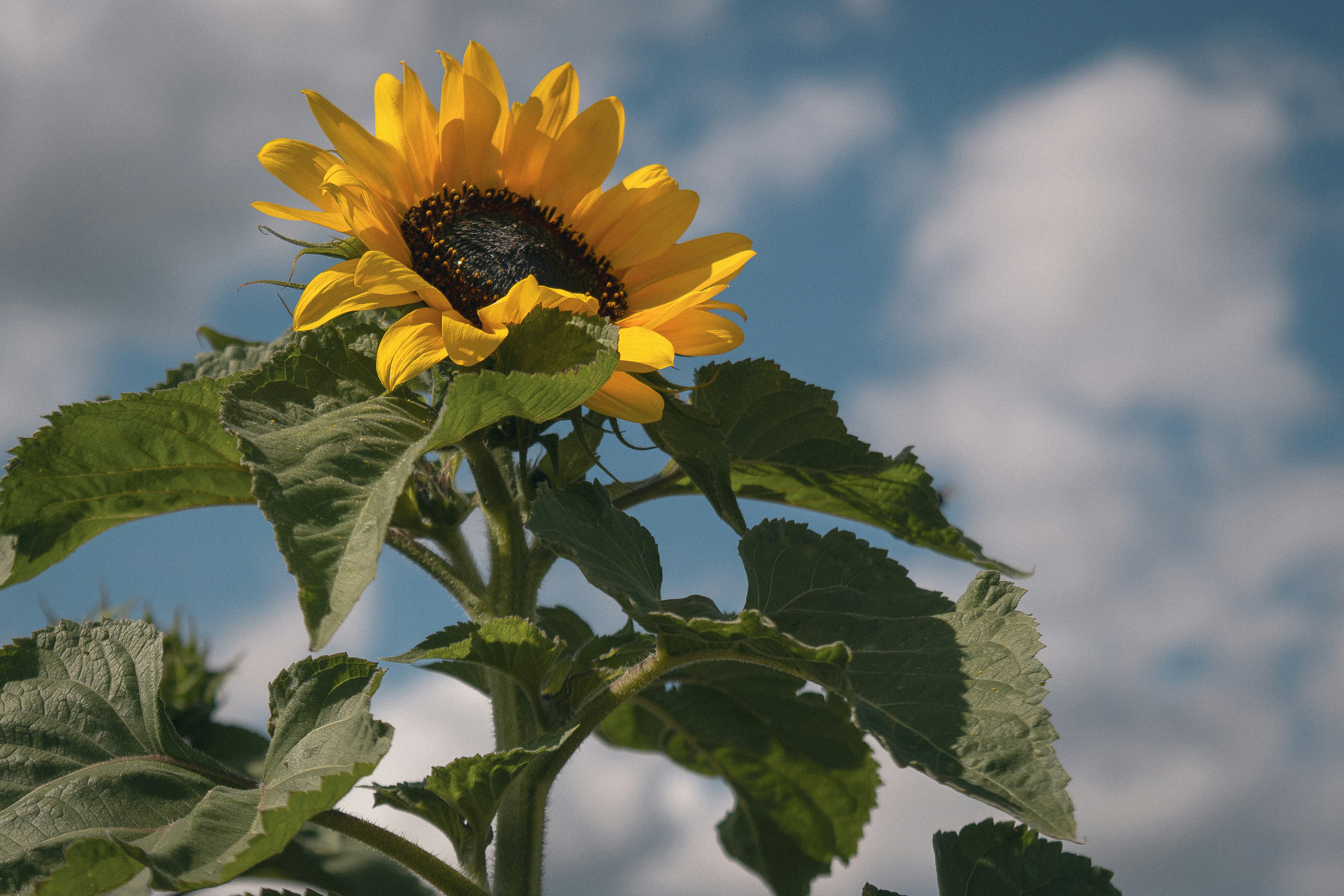 Sunlit sunflower crowned against a blue sky