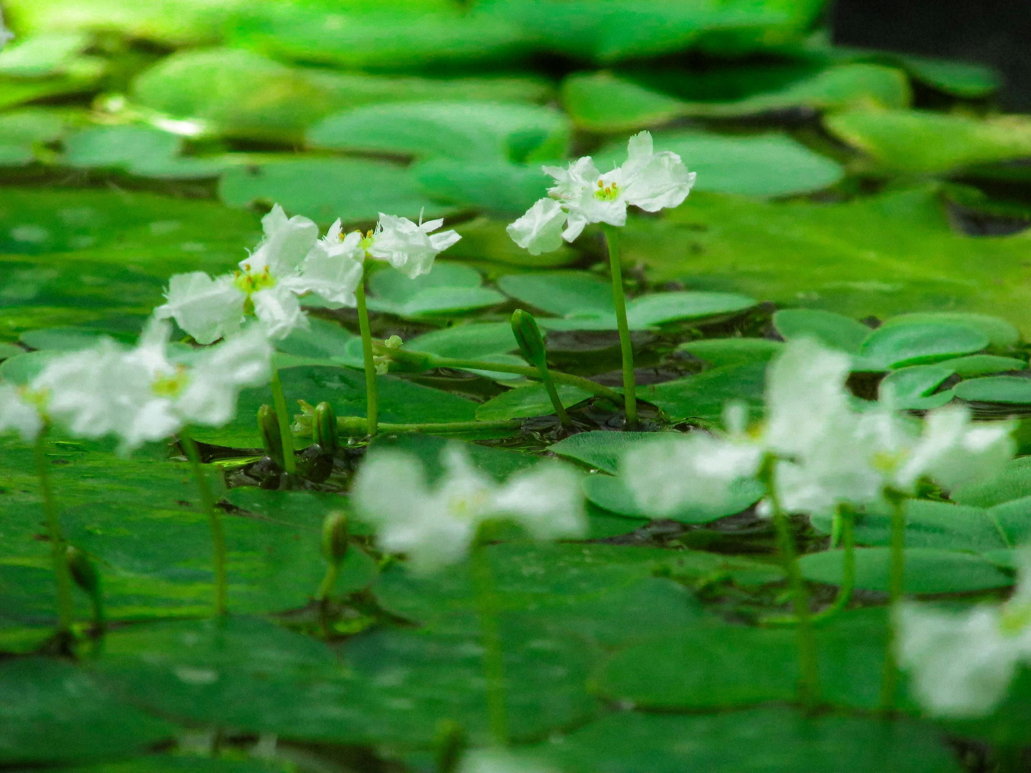 Floating white blossoms above a sea of lily pads