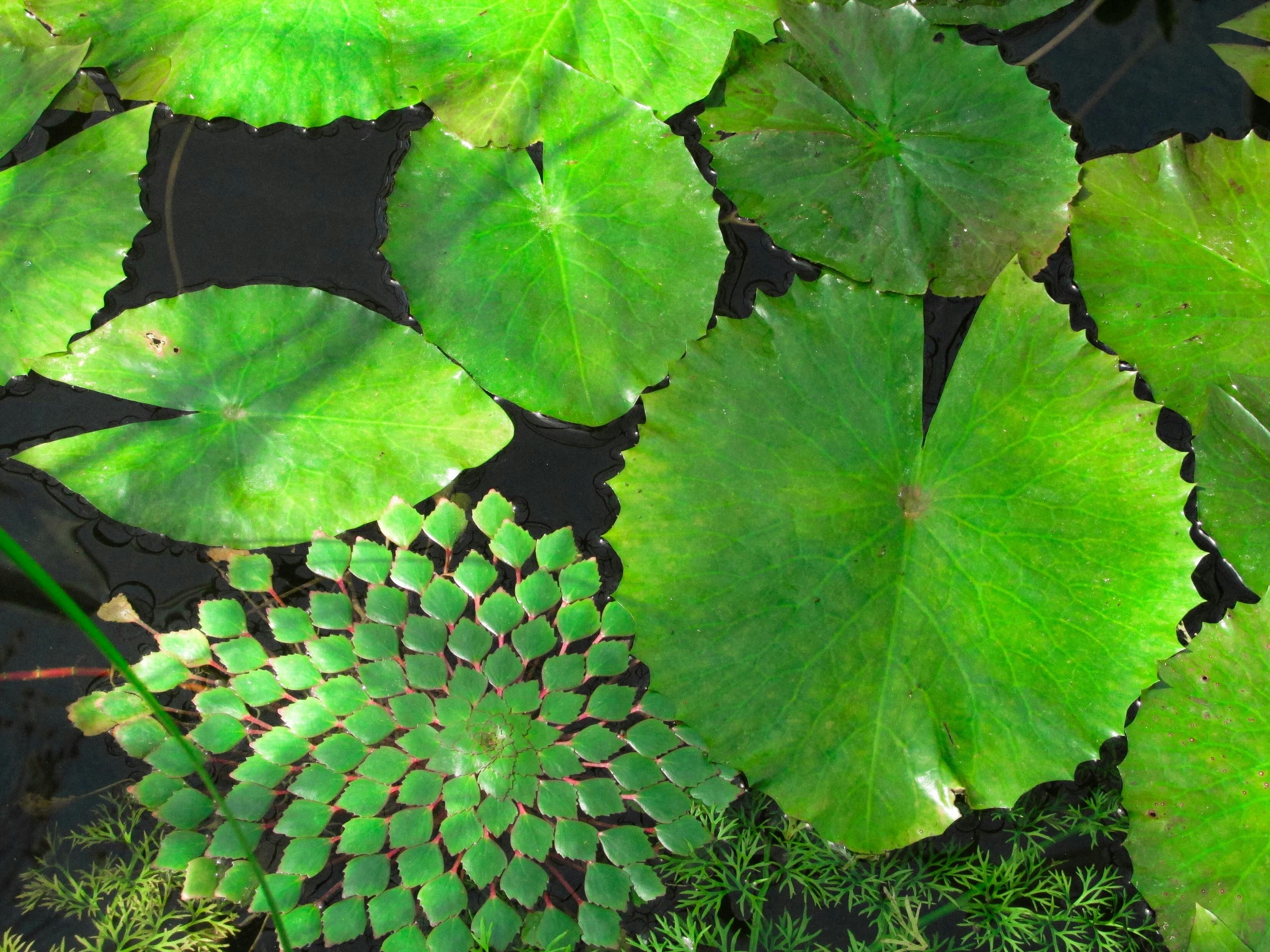 Emerald Waterlilies: A Quiet Convergence of Leaves and Light