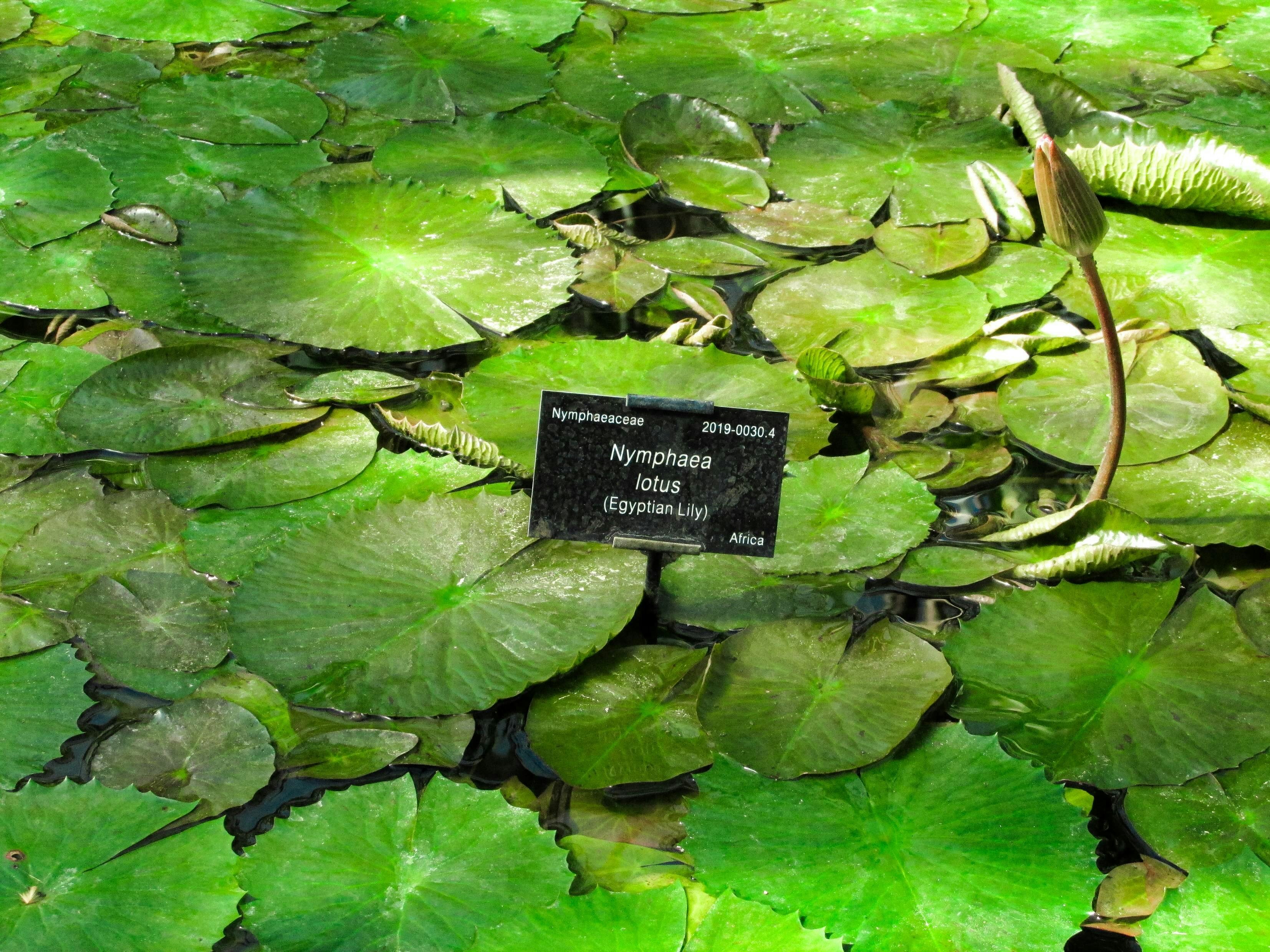 Floating Lake Sign Among Green Lily Pads