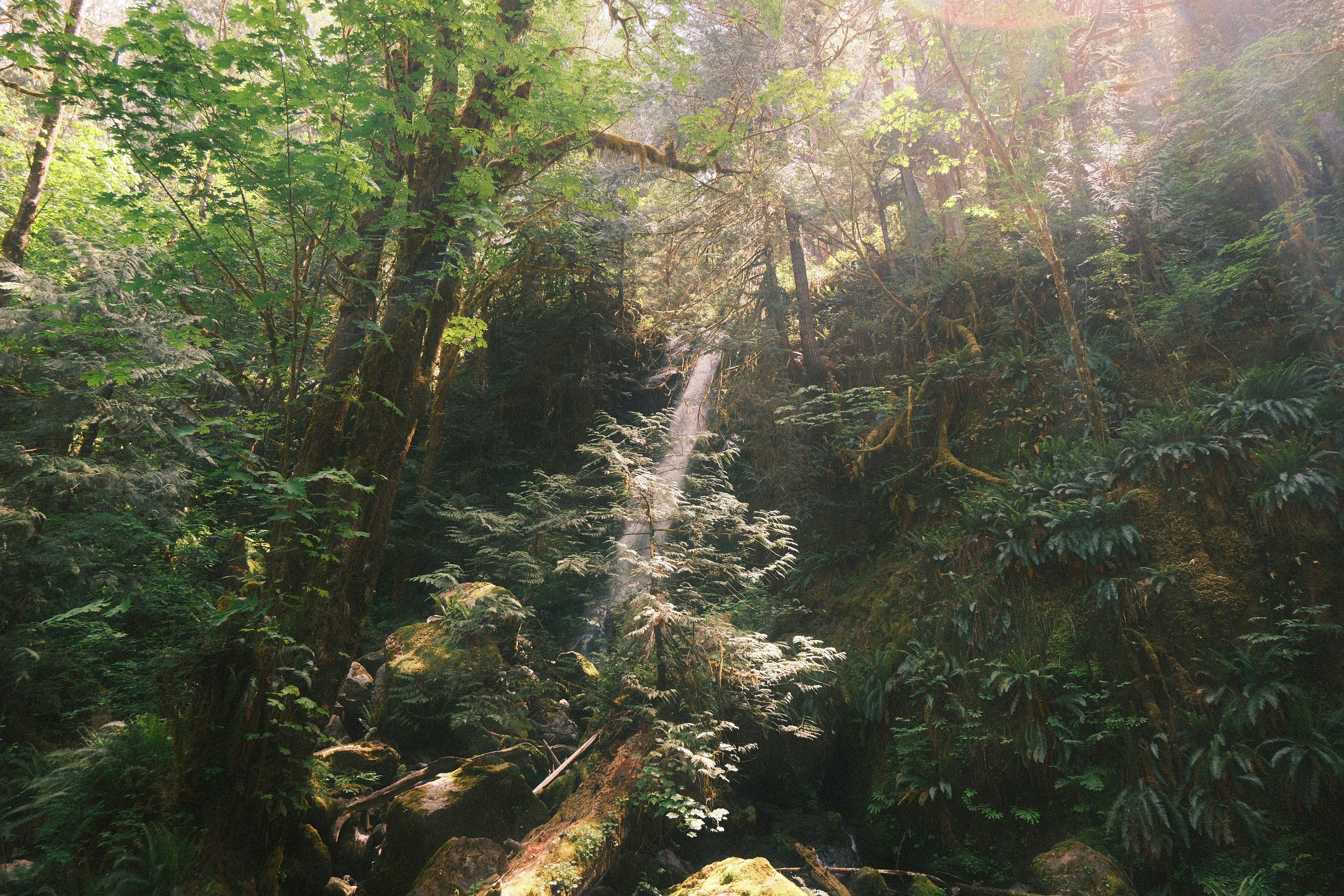 Moss-draped Cascade in a Quiet Forest Glade
