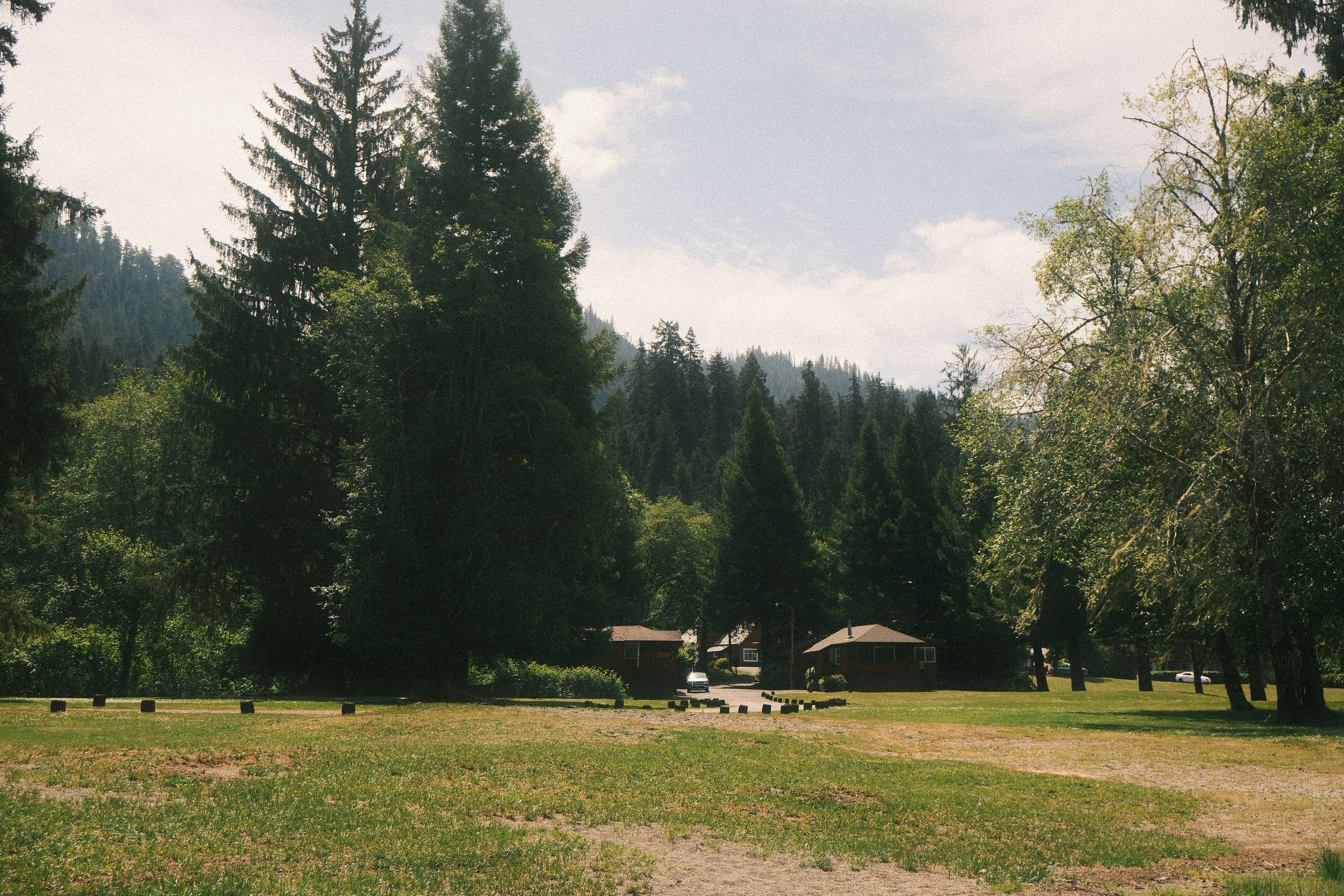 Sunlit Picnic Ground Under Tall Pines