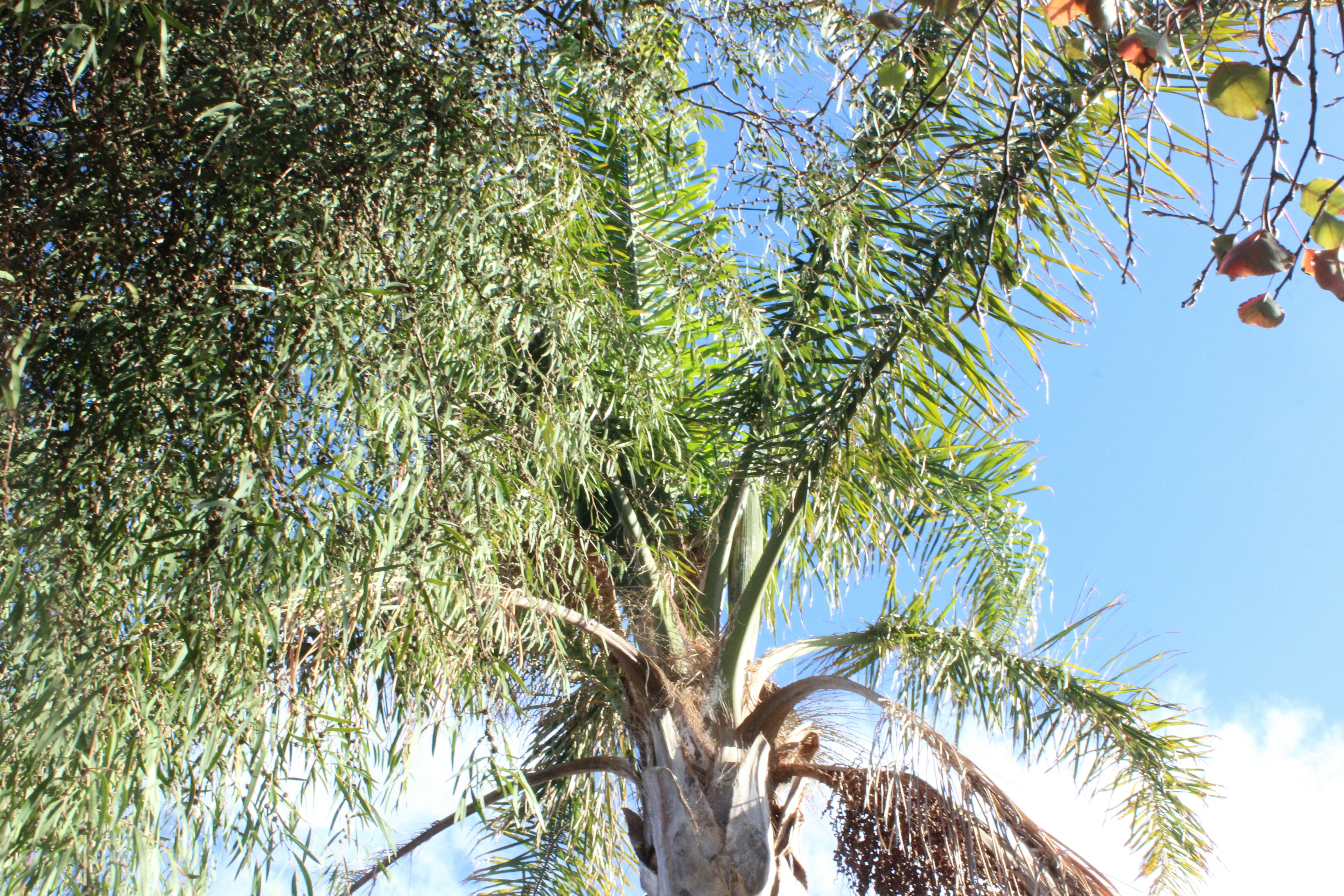 Palm Crown Against a Clear Sky