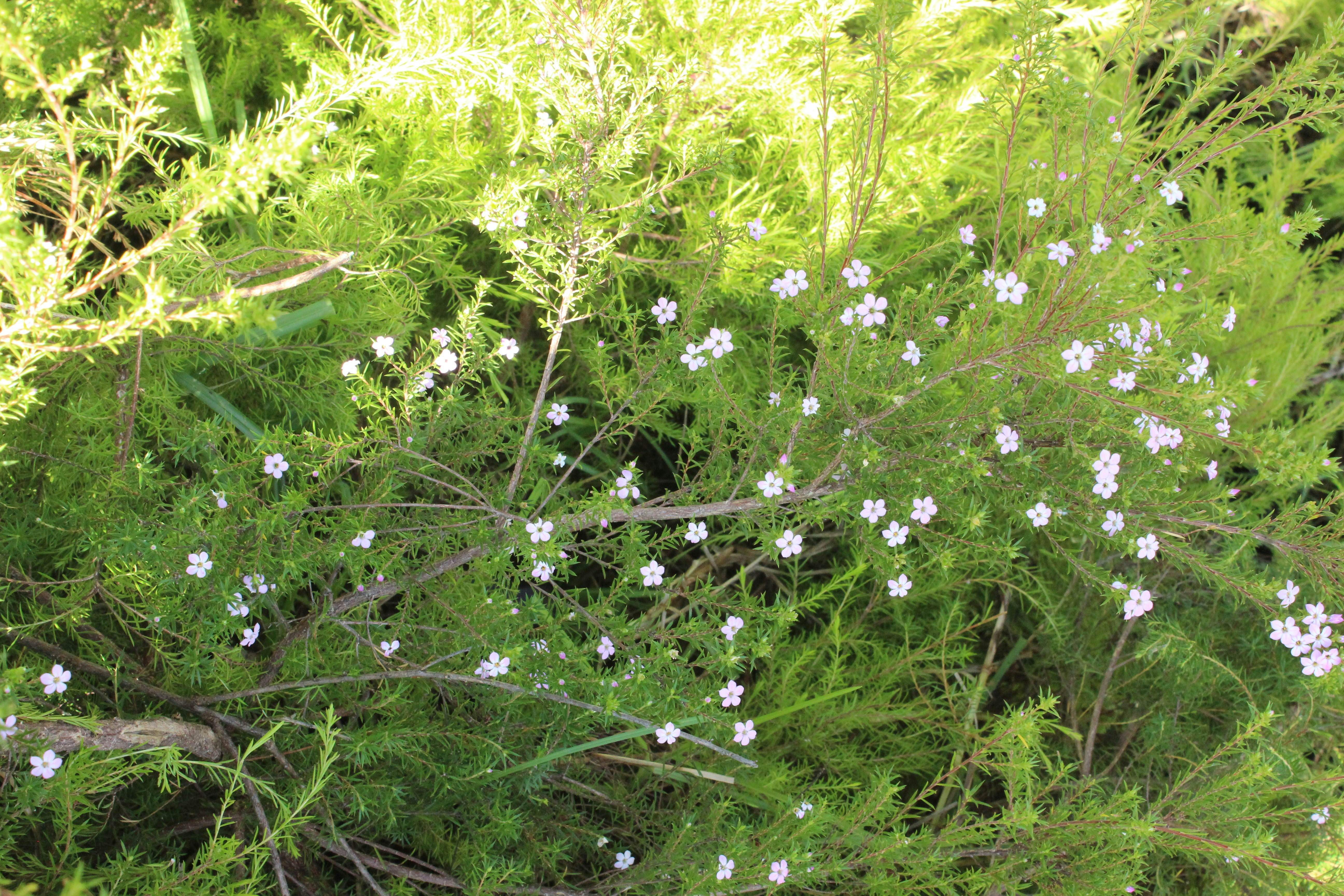 Whispers of Green: Delicate White Blossoms in a Sunlit Eucalyptus Bed