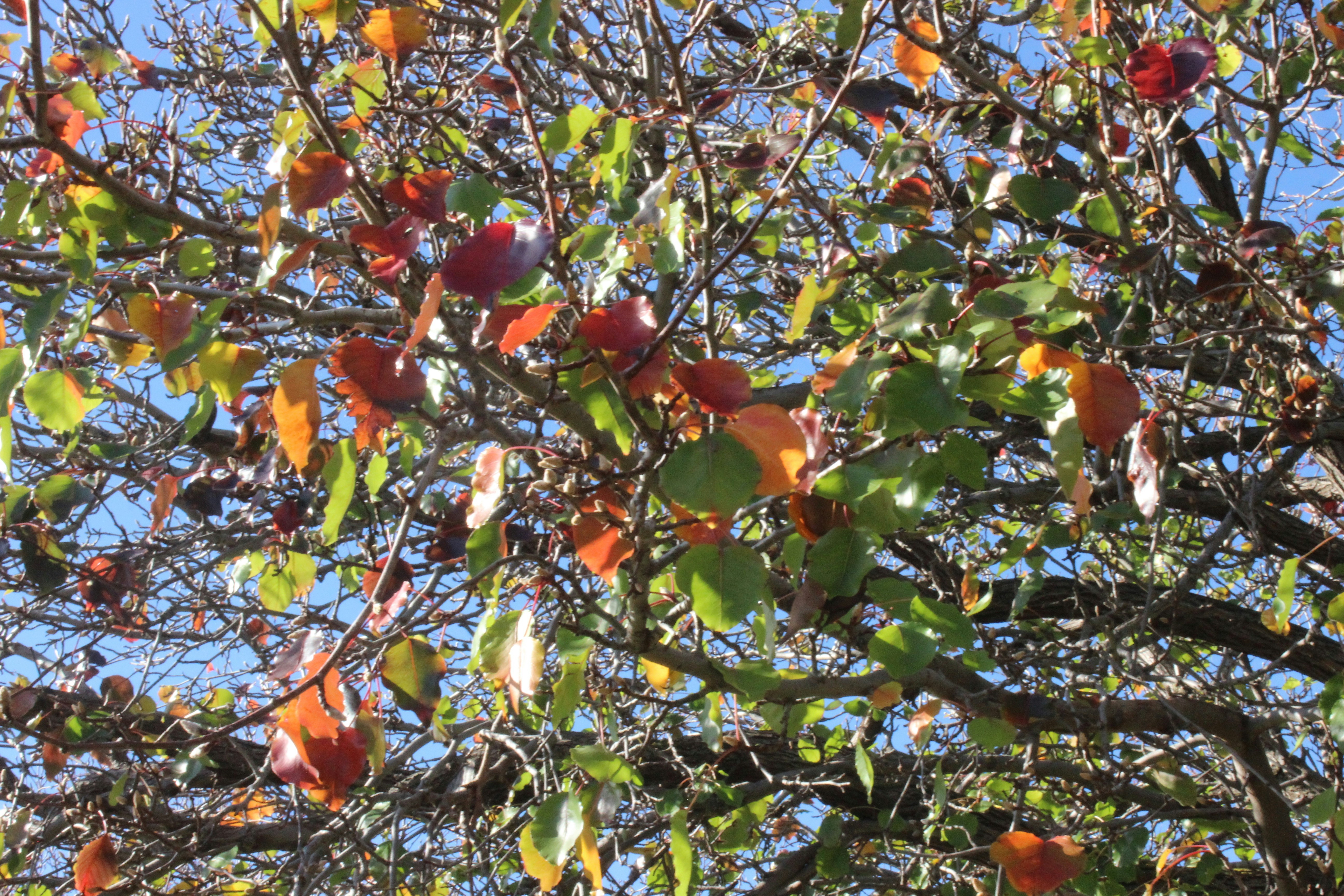 Autumn Leaves against a Clear Sky