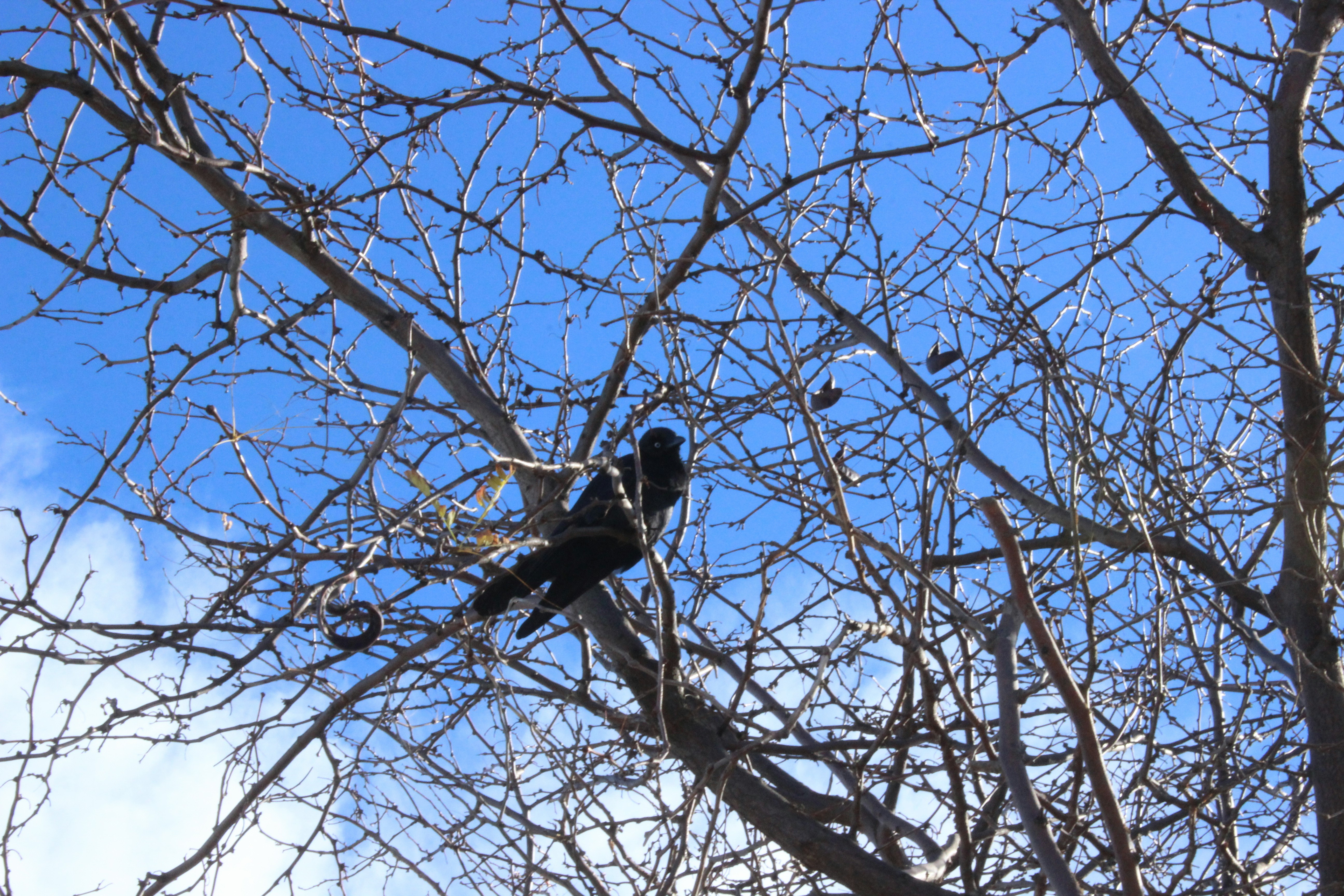 Black Crow on a Web of Winter Branches