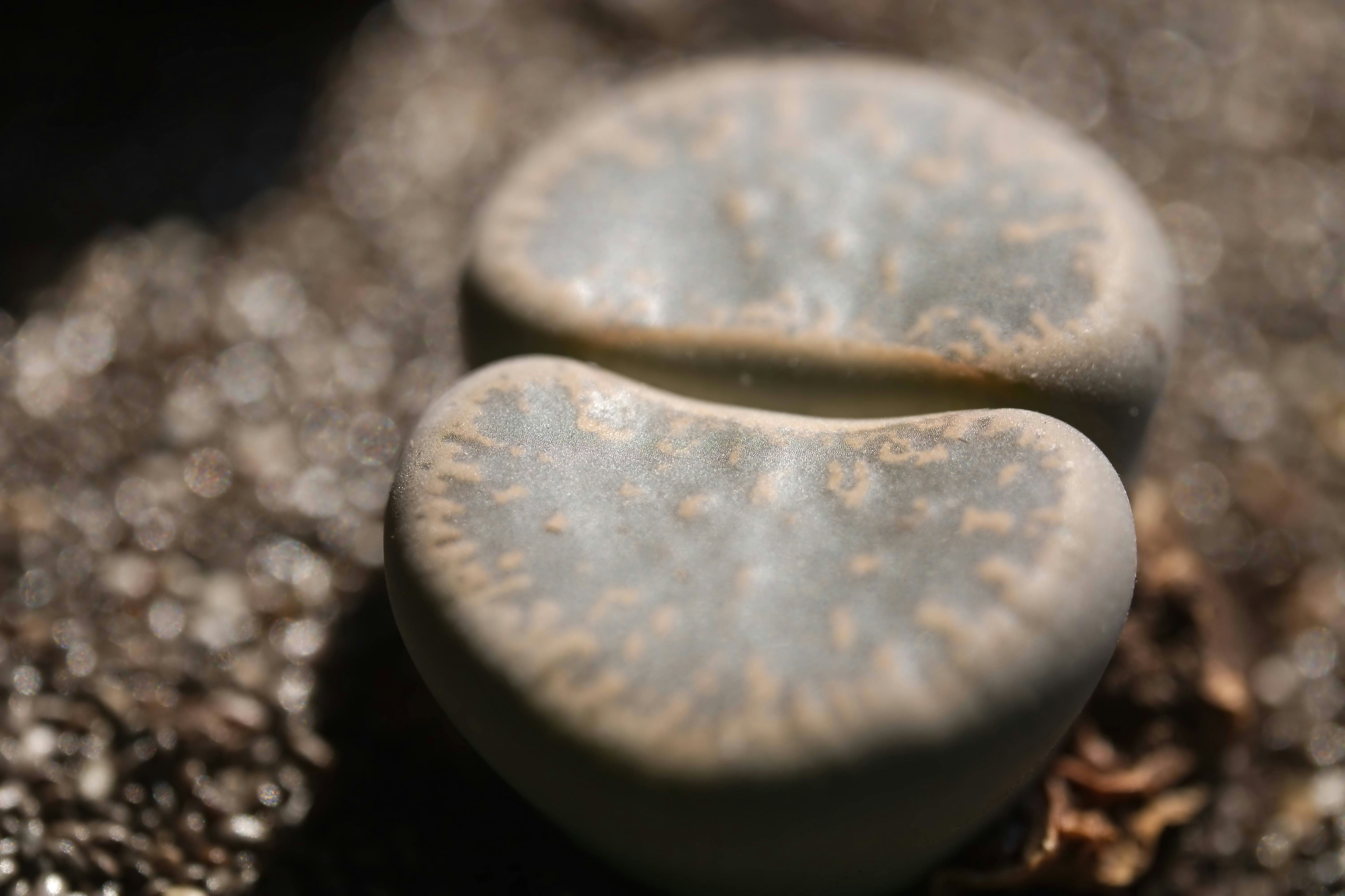 Whispering Pebbles: A Close-Up of Weathered Seeds in Soft Focus