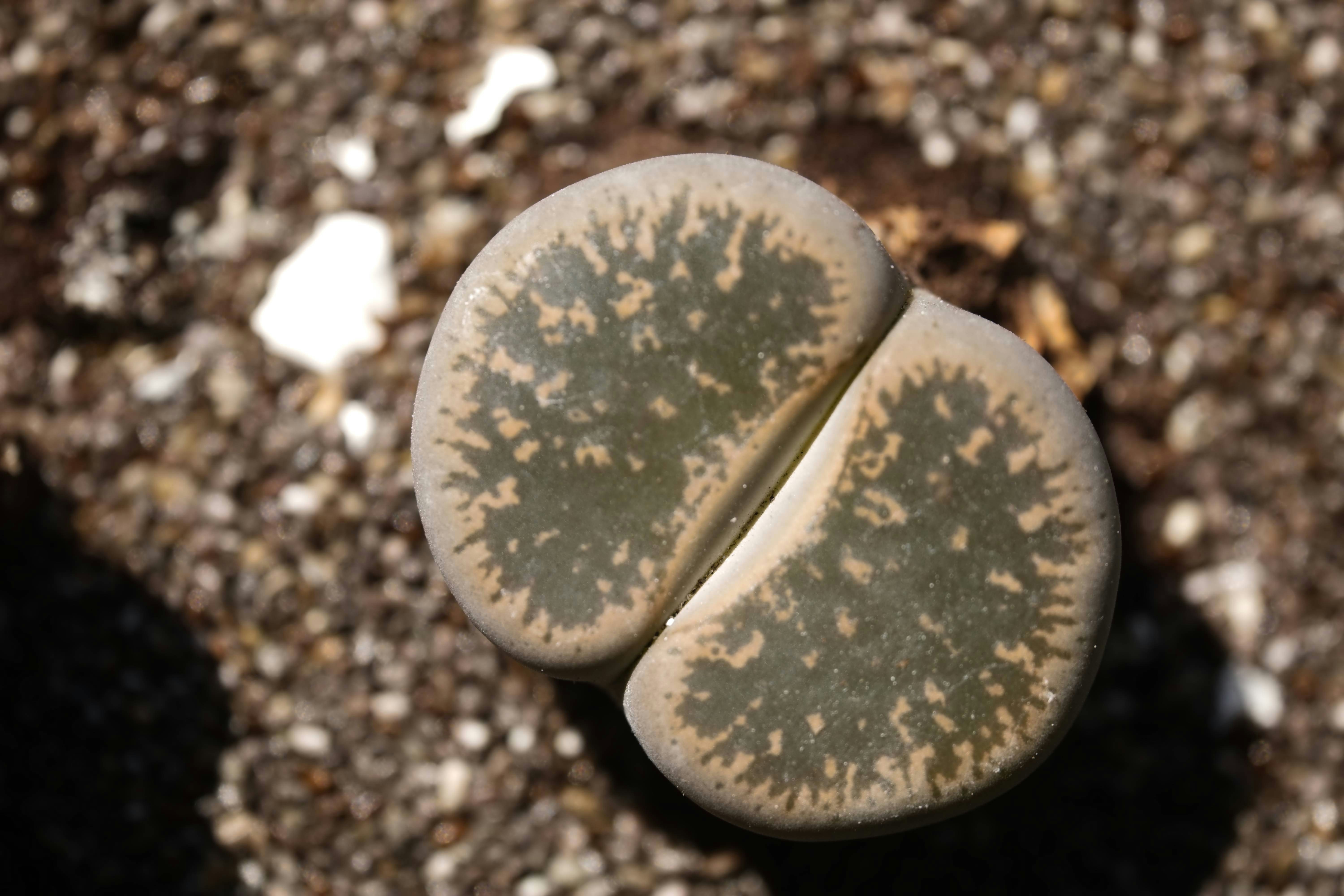 Split Hearts on the Pebble: A Desert Lithops Duo in Focus