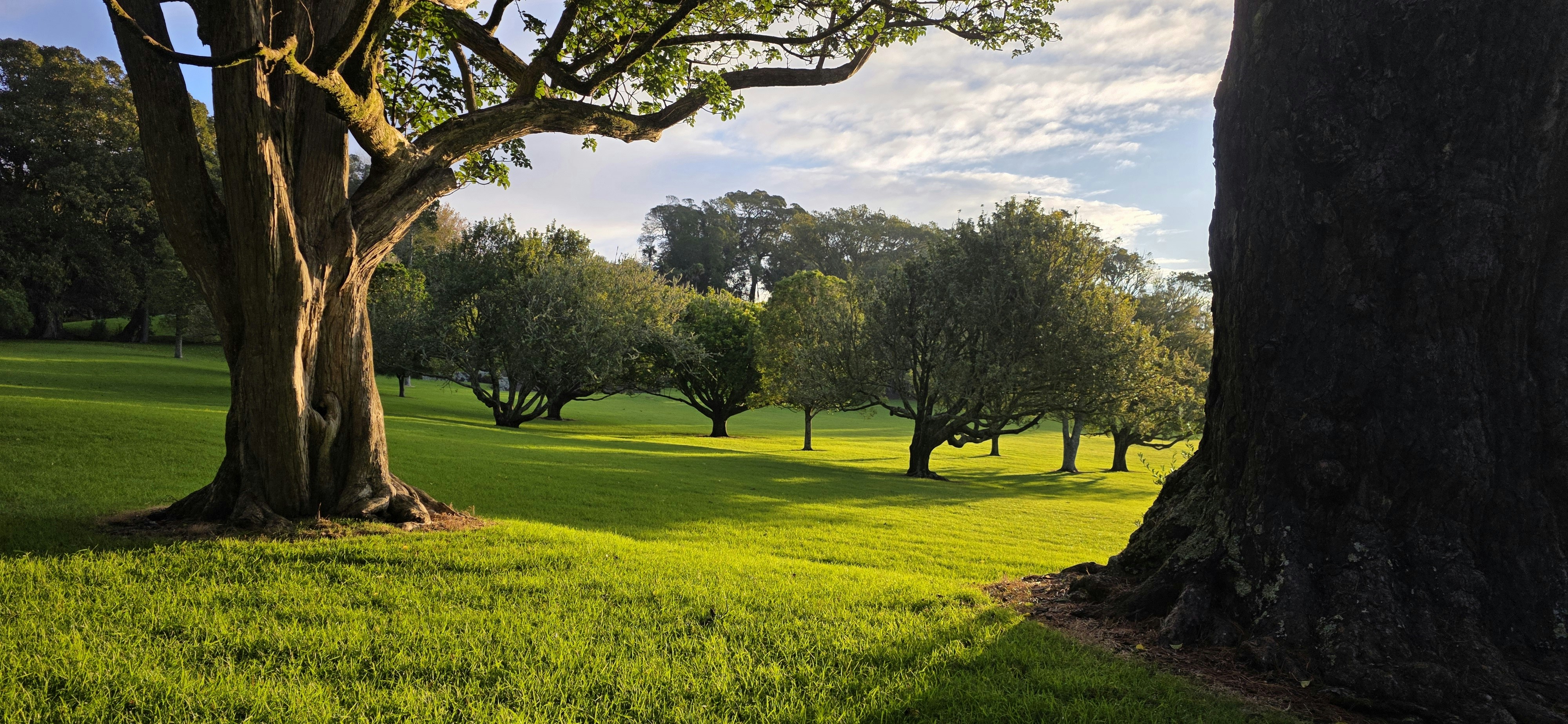 Sunlit Grove: A Lone Giant Framing the Meadow