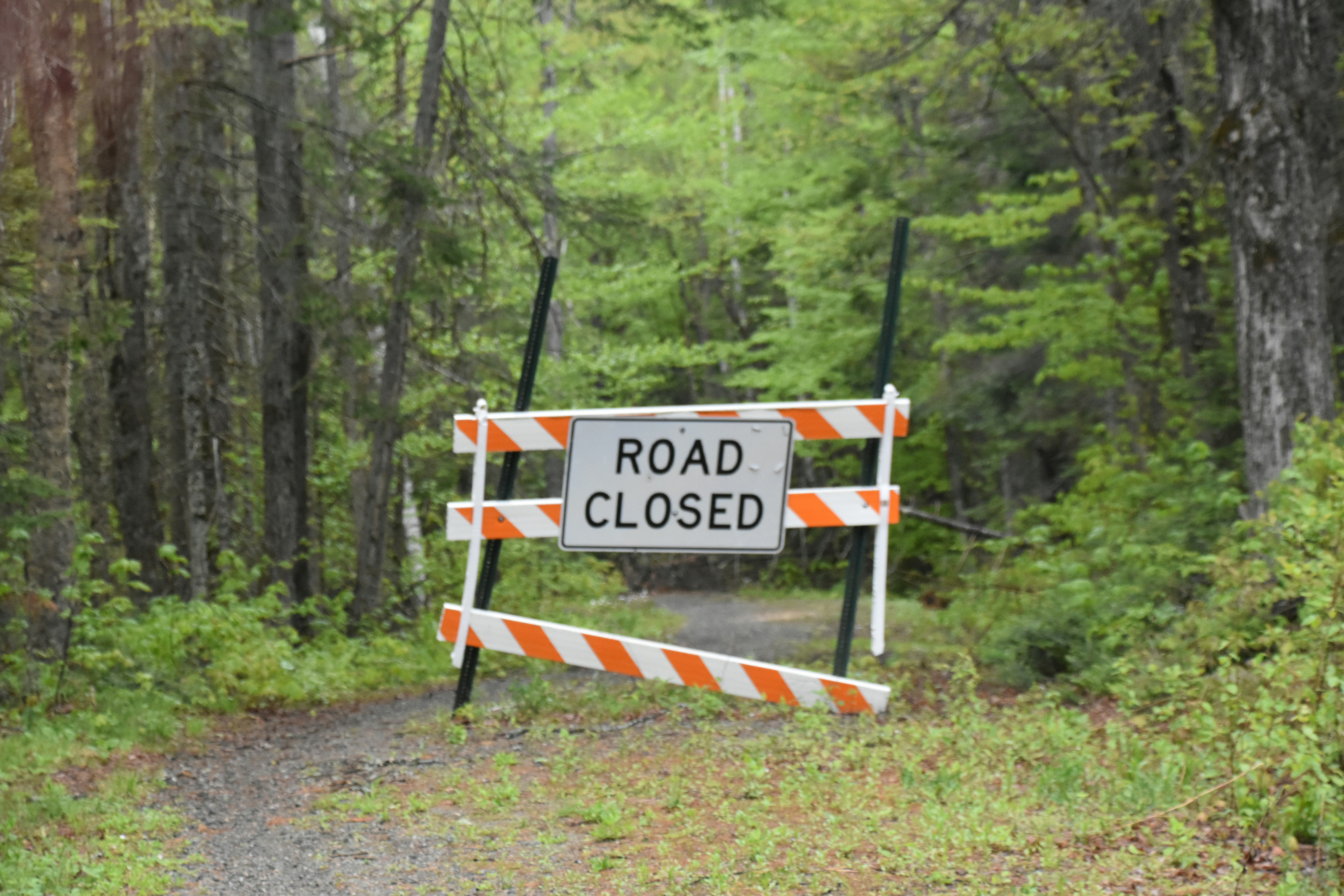 Forest Roadblock: Orange Stripes Framing a Closed Path