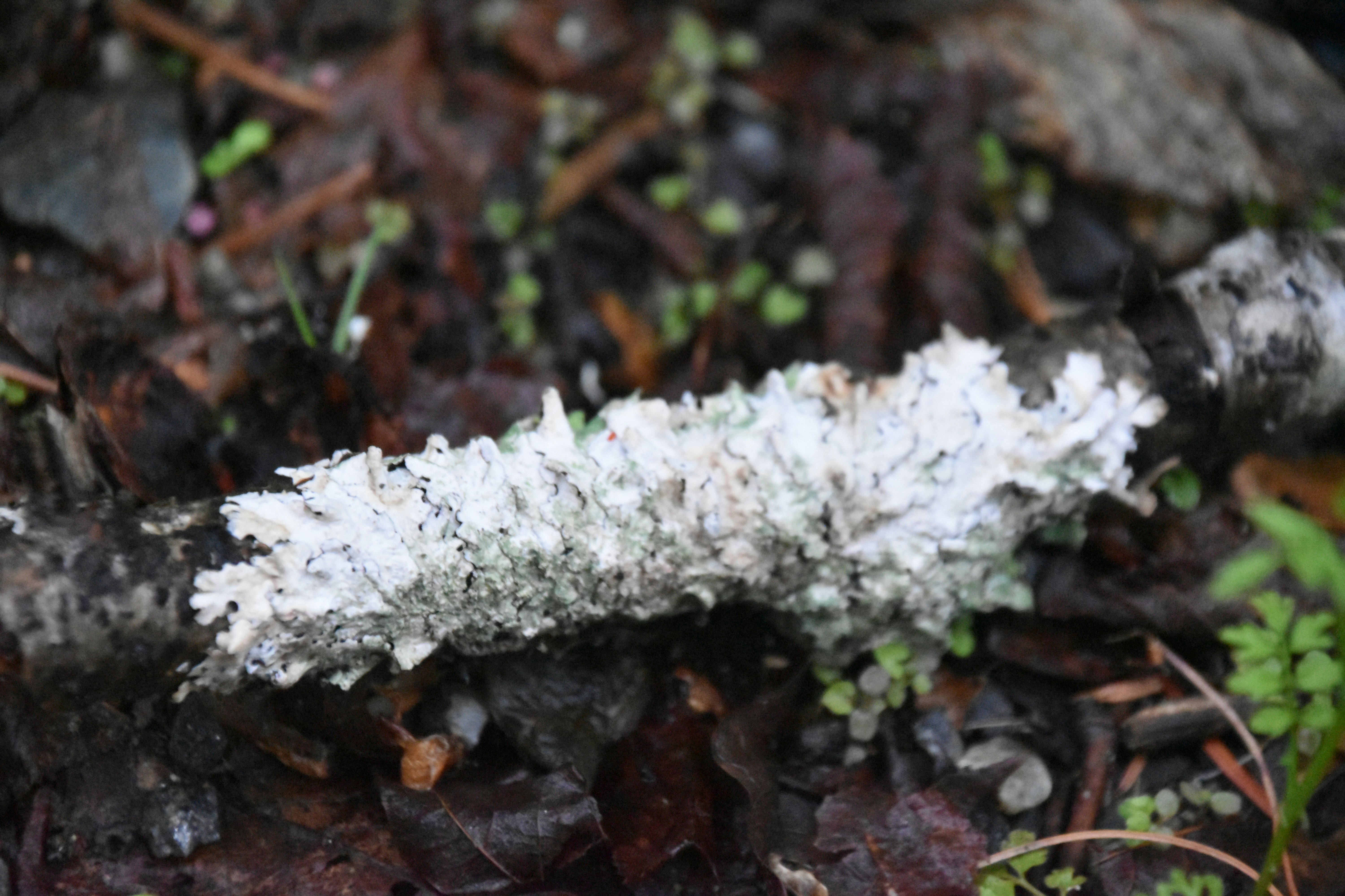 lichen-coated twig cast in forest floor light