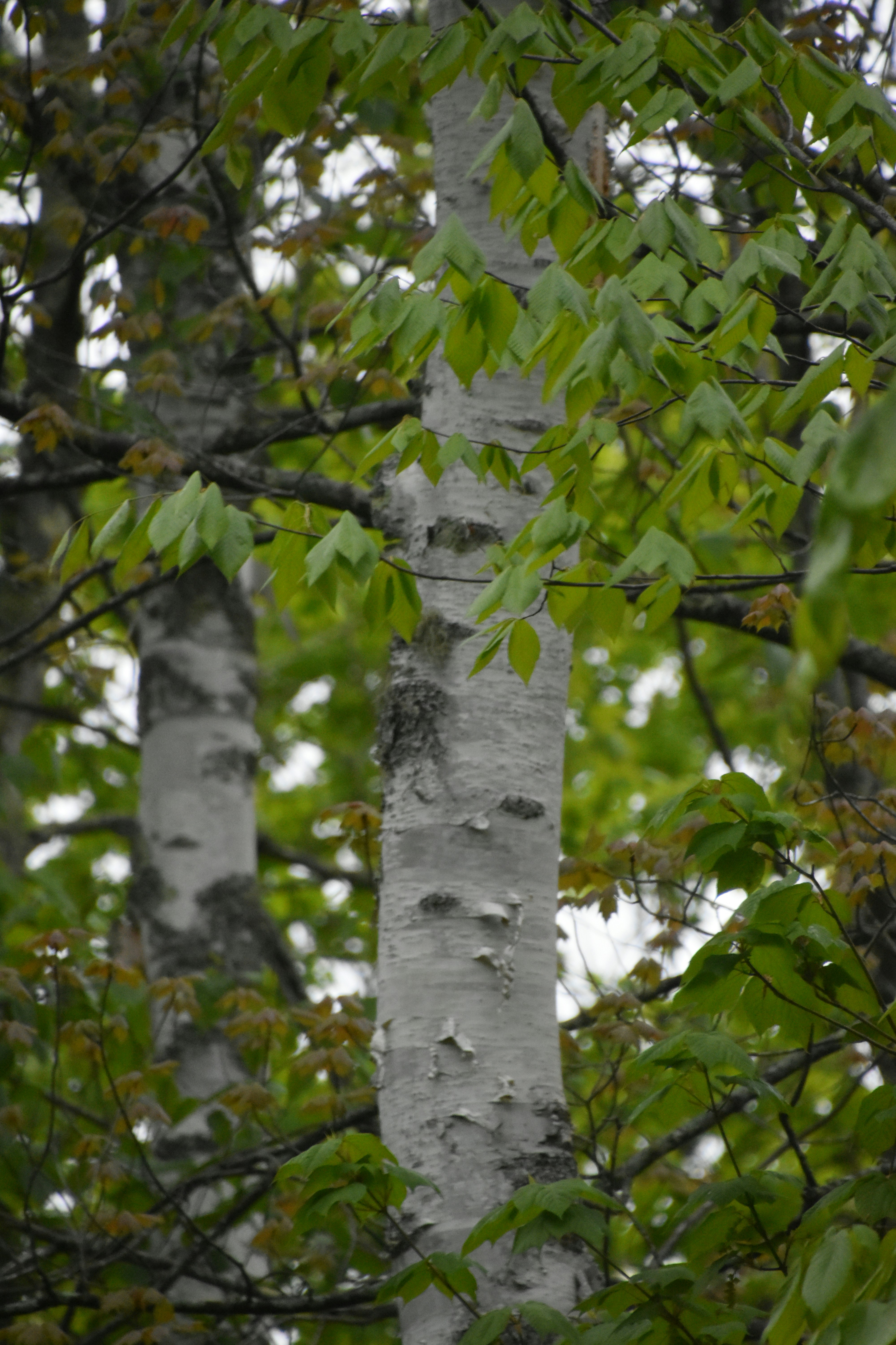 Birch Trunk in a Quiet Canopy