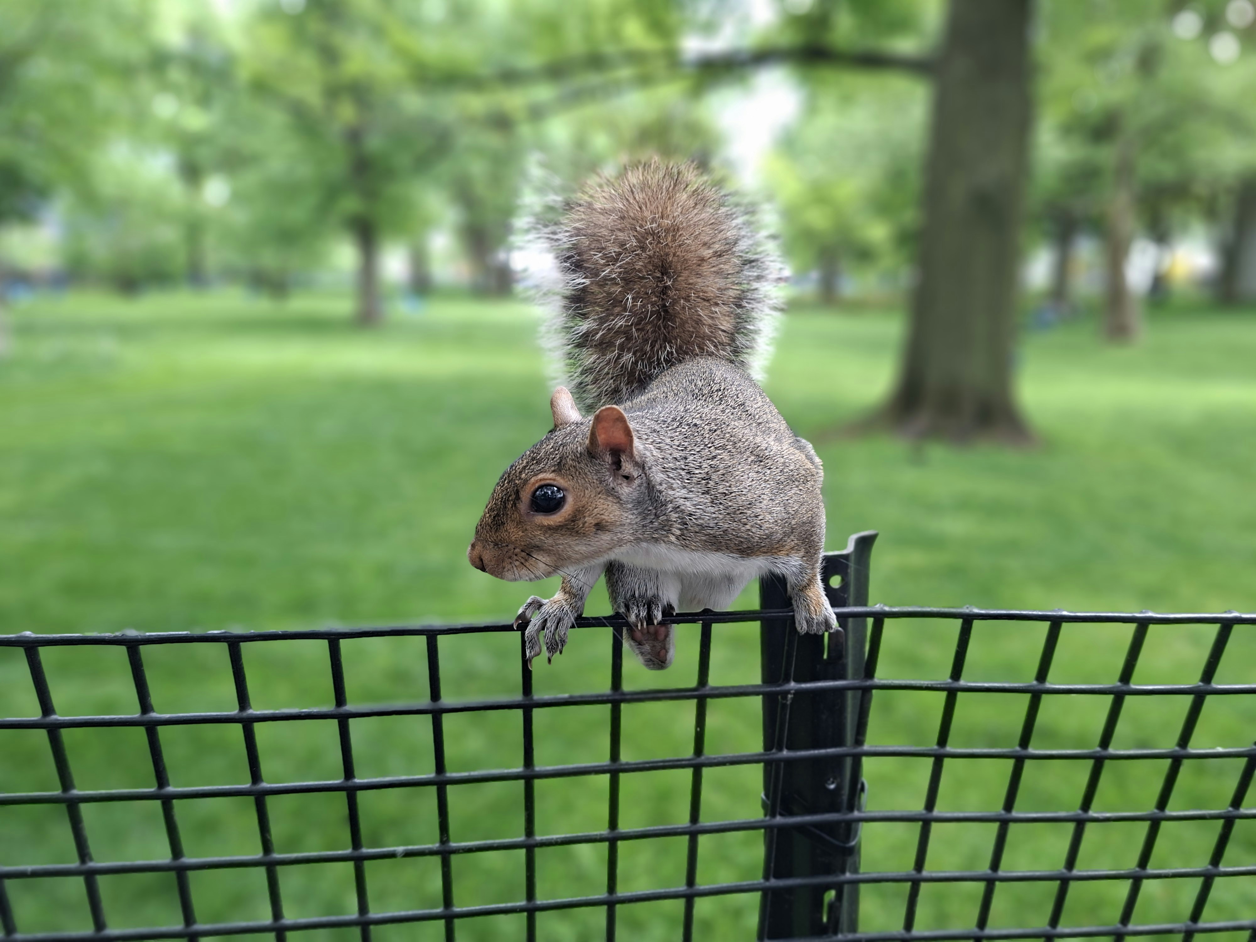 Radius of Curiosity: Squirrel Perch on Park Fence