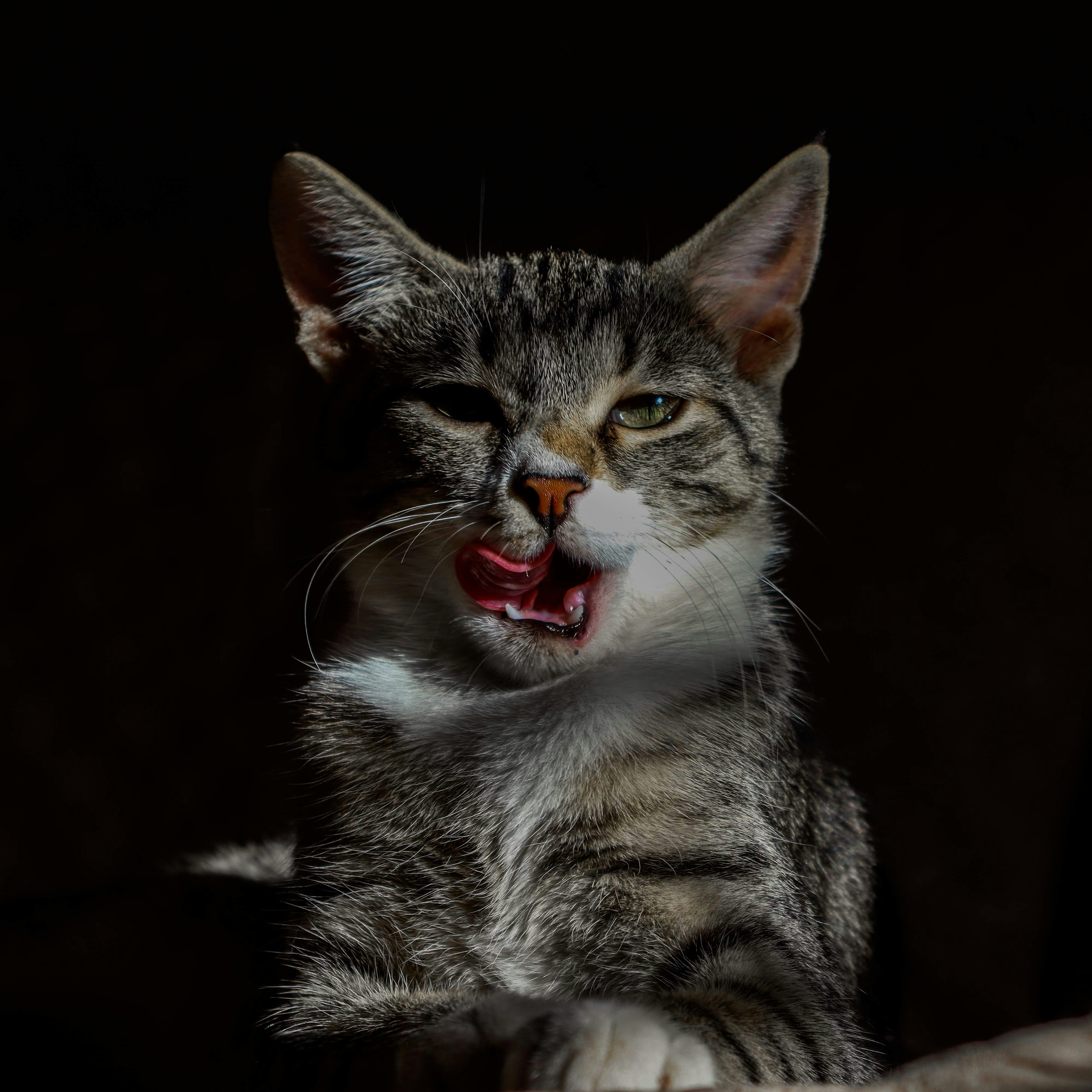 Midnight Mischief: A Cat Unveils a Playful Snarl