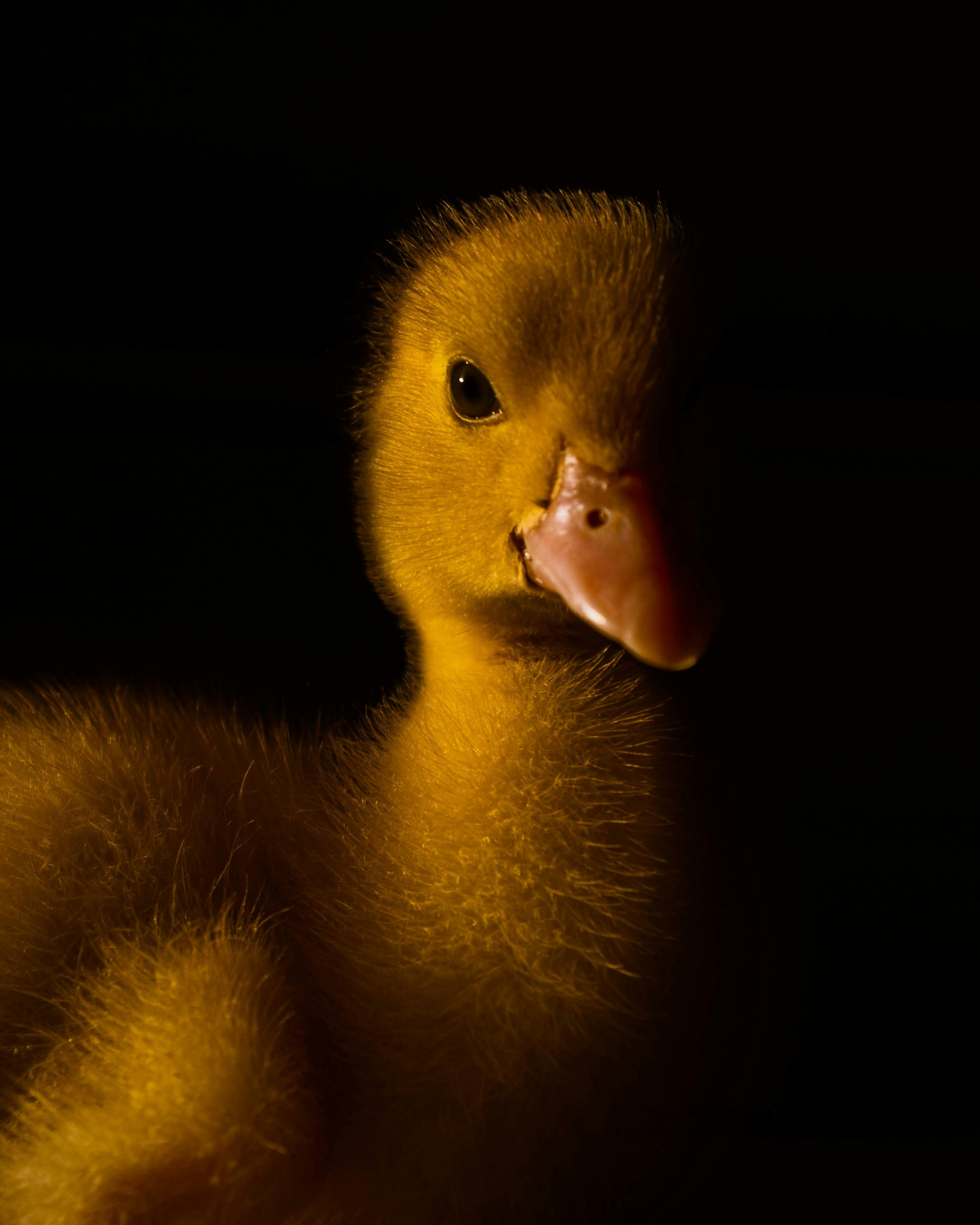 Golden Duckling in a Nightlit Spotlight