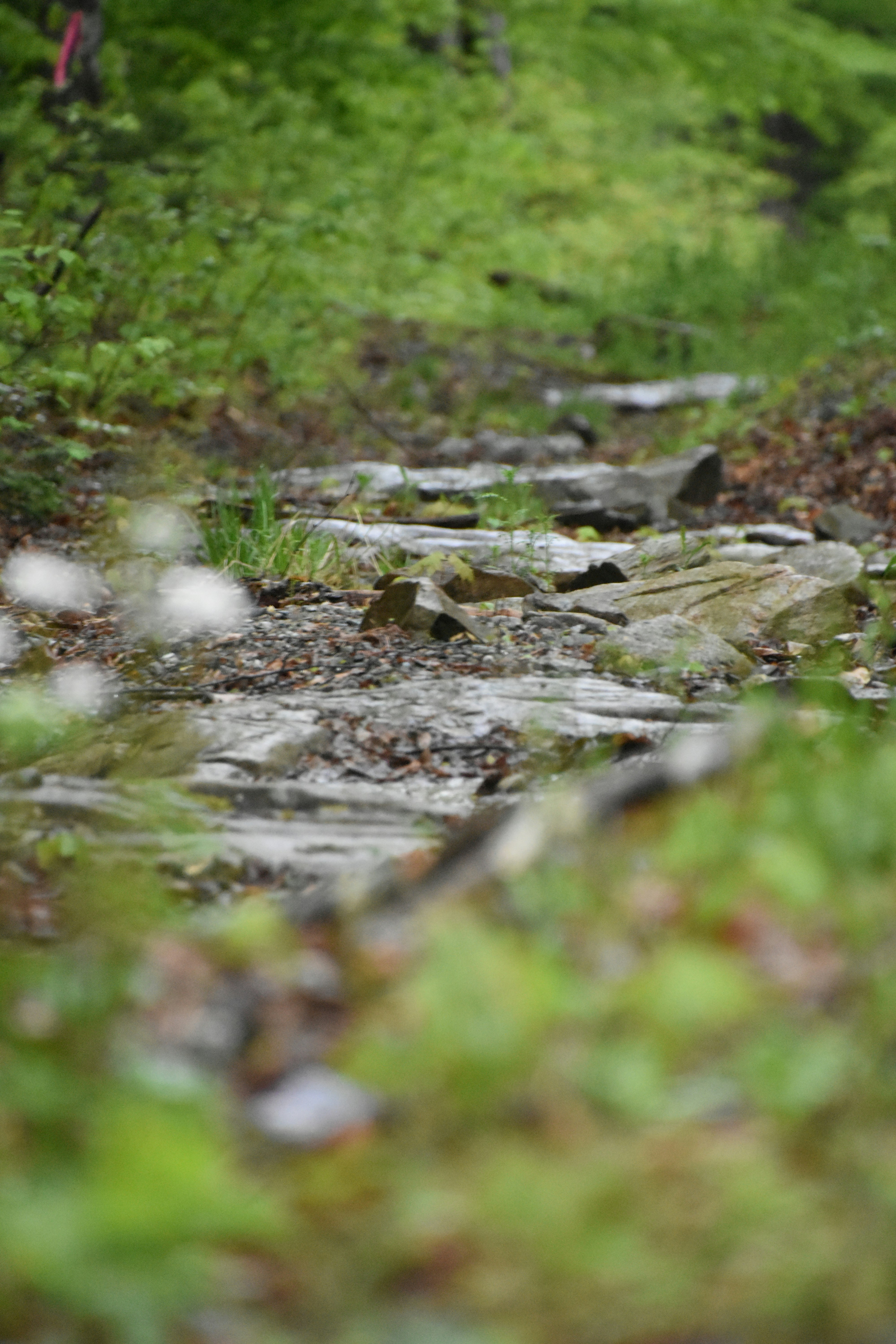 Quiet Creek Bed: Stones, Moss, and Soft Focus in a Forest Path