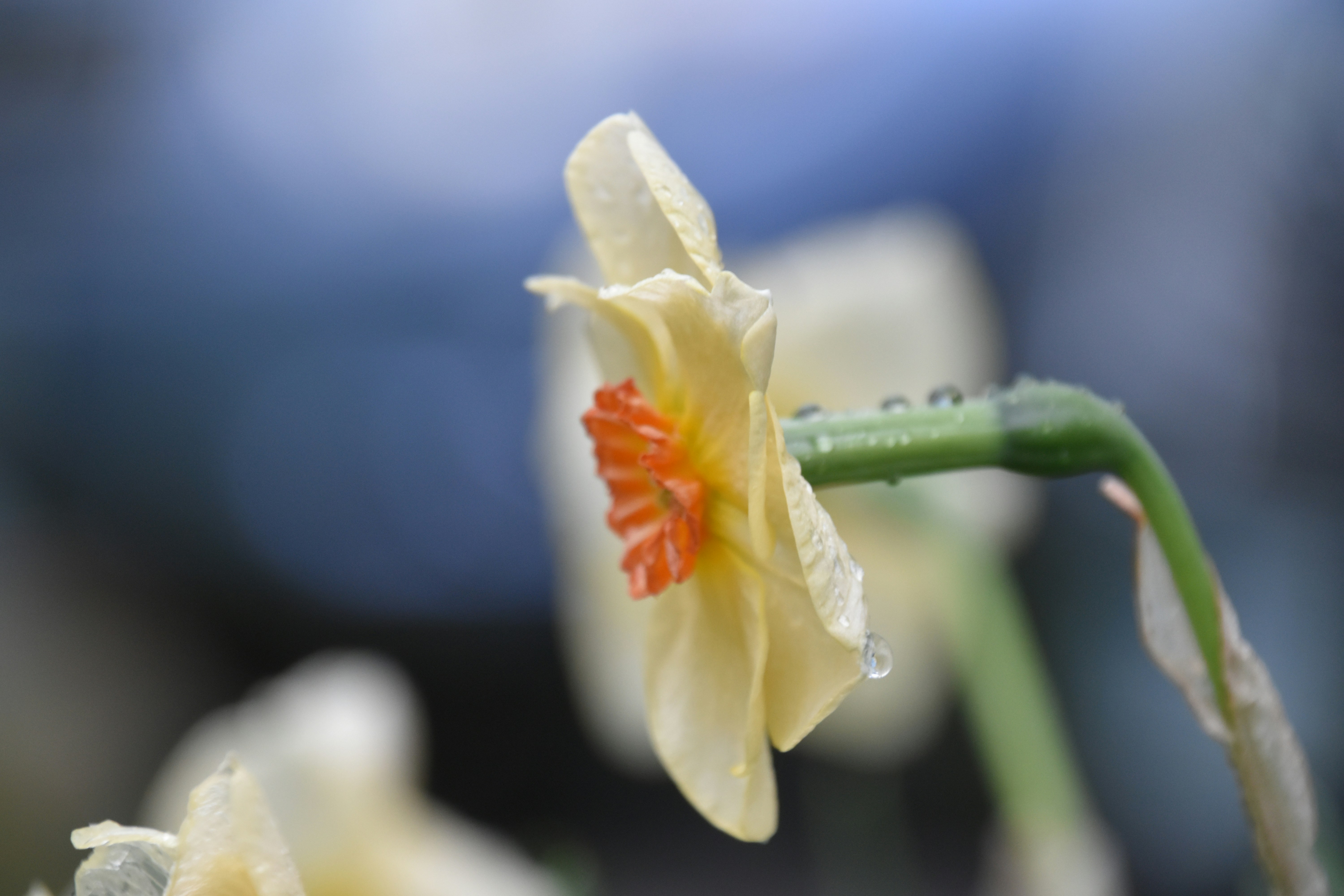 Amber Blossom in Soft Focus: A Delicate Petal with Orange Stamens
