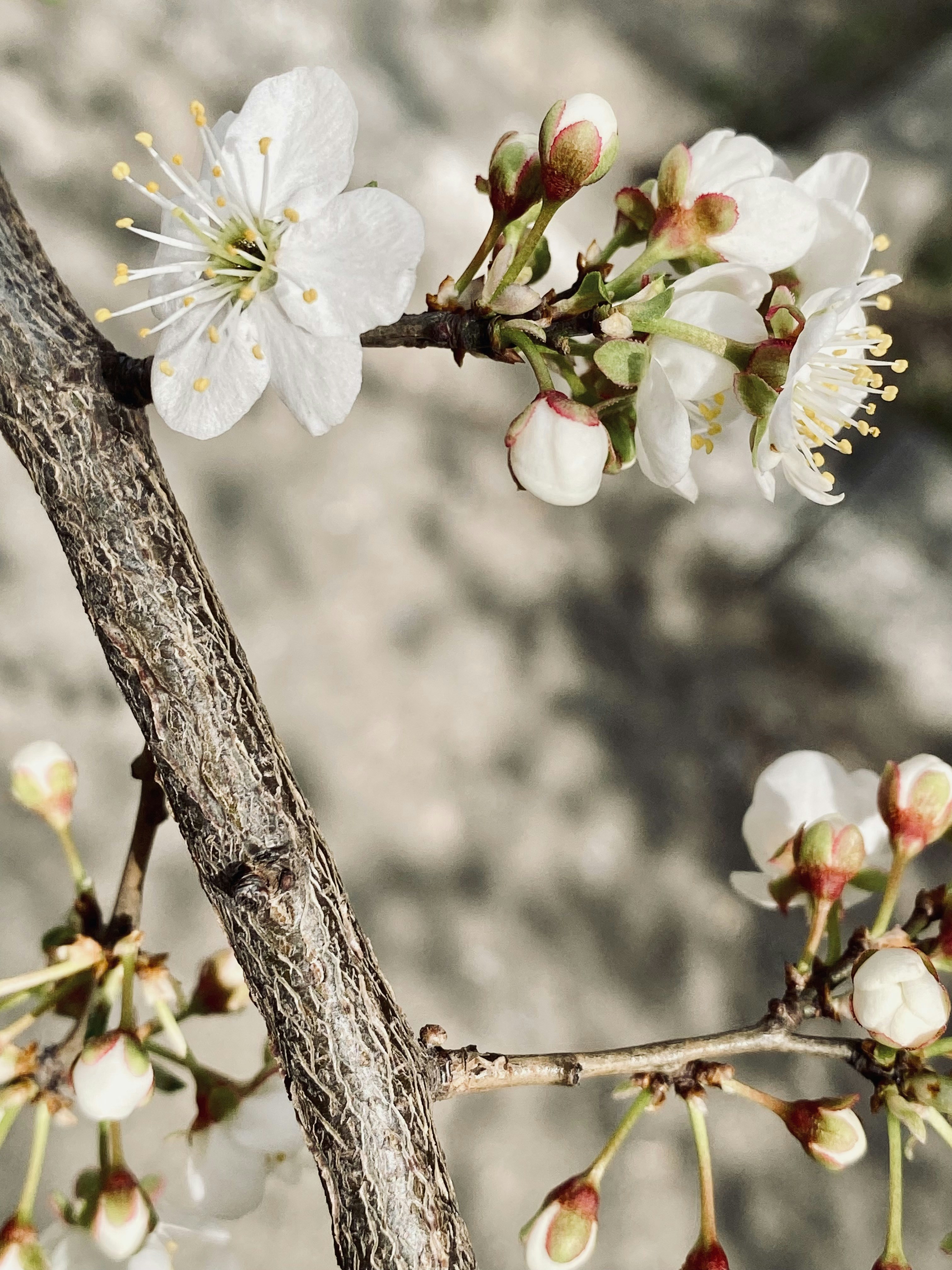 White blossom on a sunlit branch: a microflower portrait