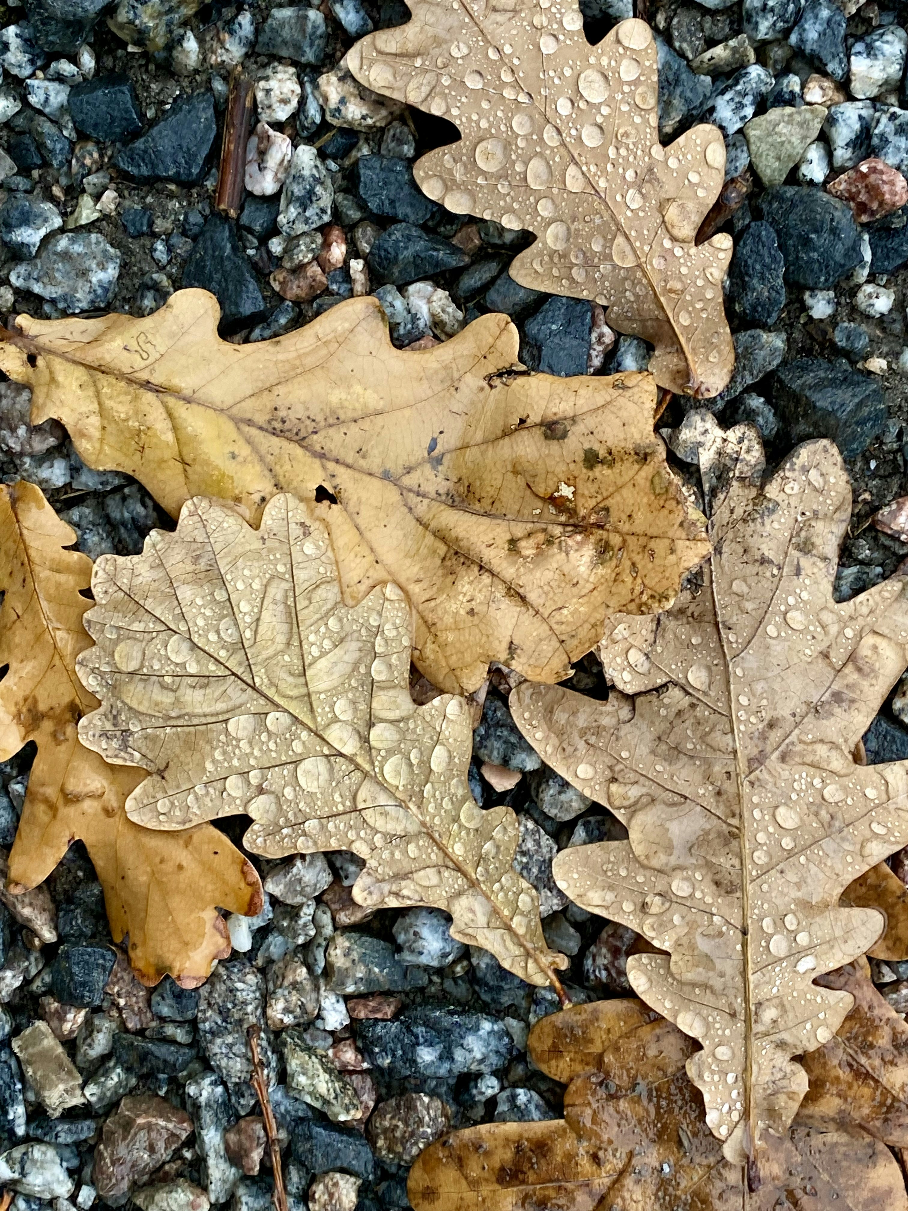 Autumn Leaves Resting on Gravel