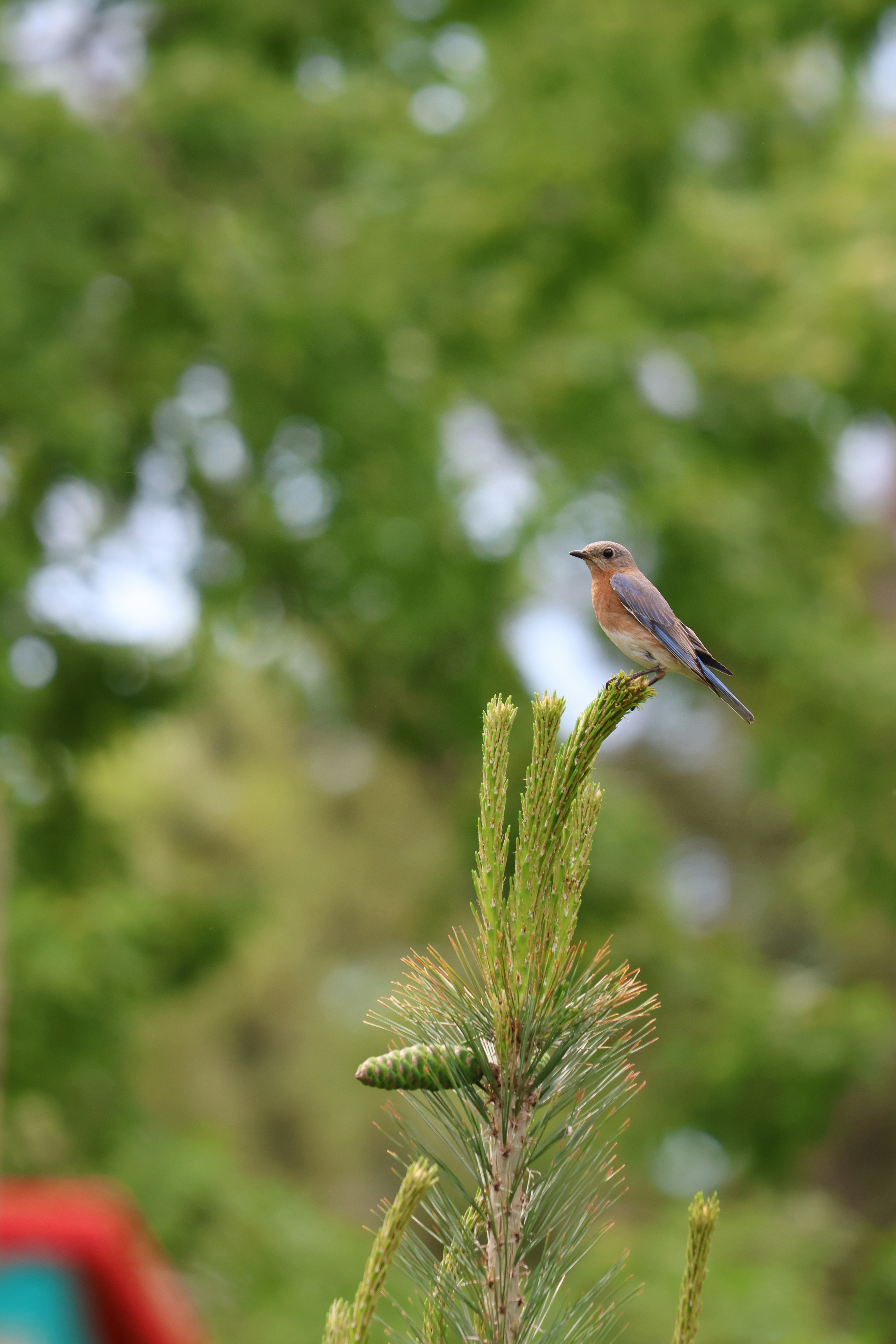 Tiny Songbird on a Pine Crown, Focusing the Forest's Quiet Center