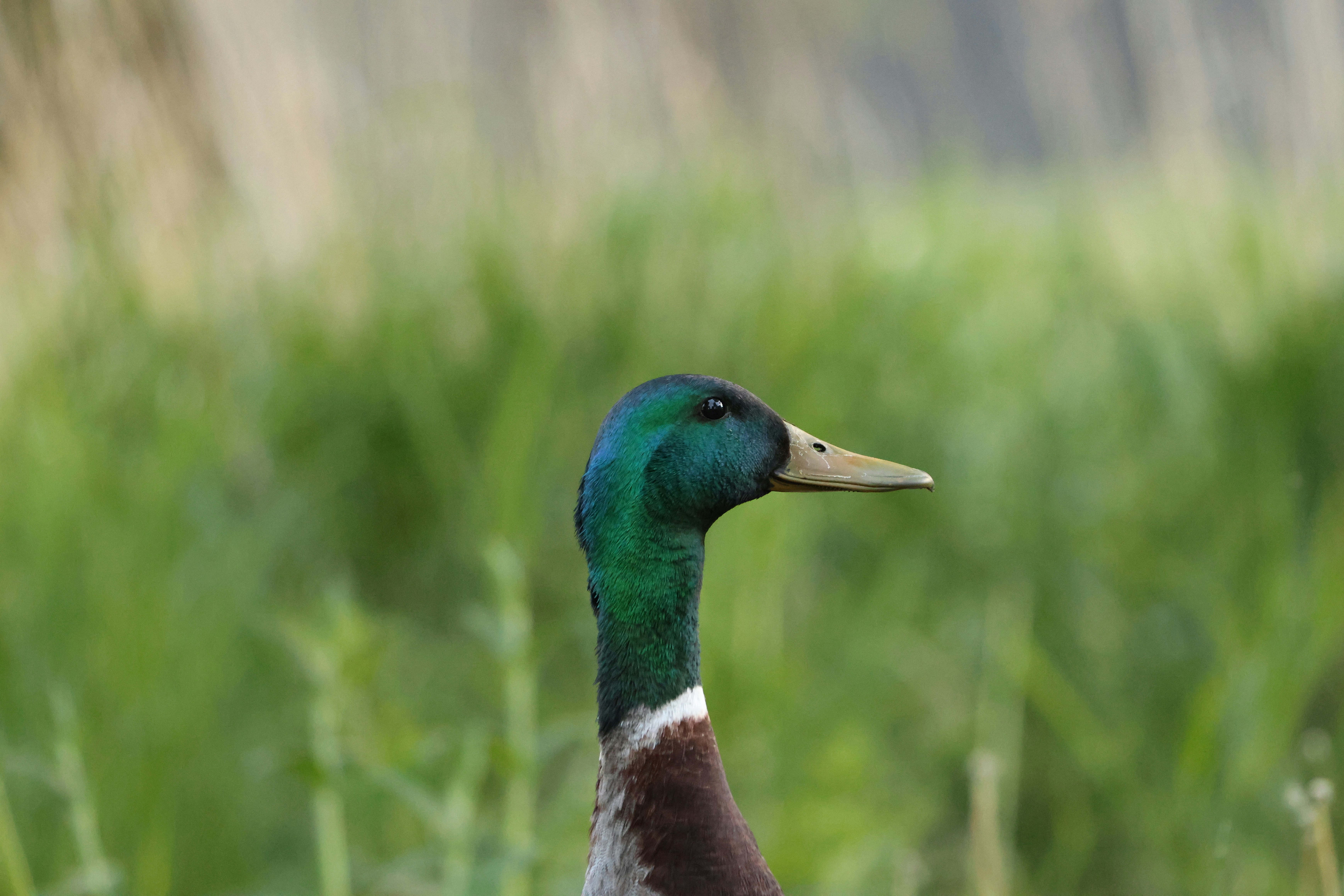 Emerald Crown: The Mallard’s Vigil in Narrow Field Light