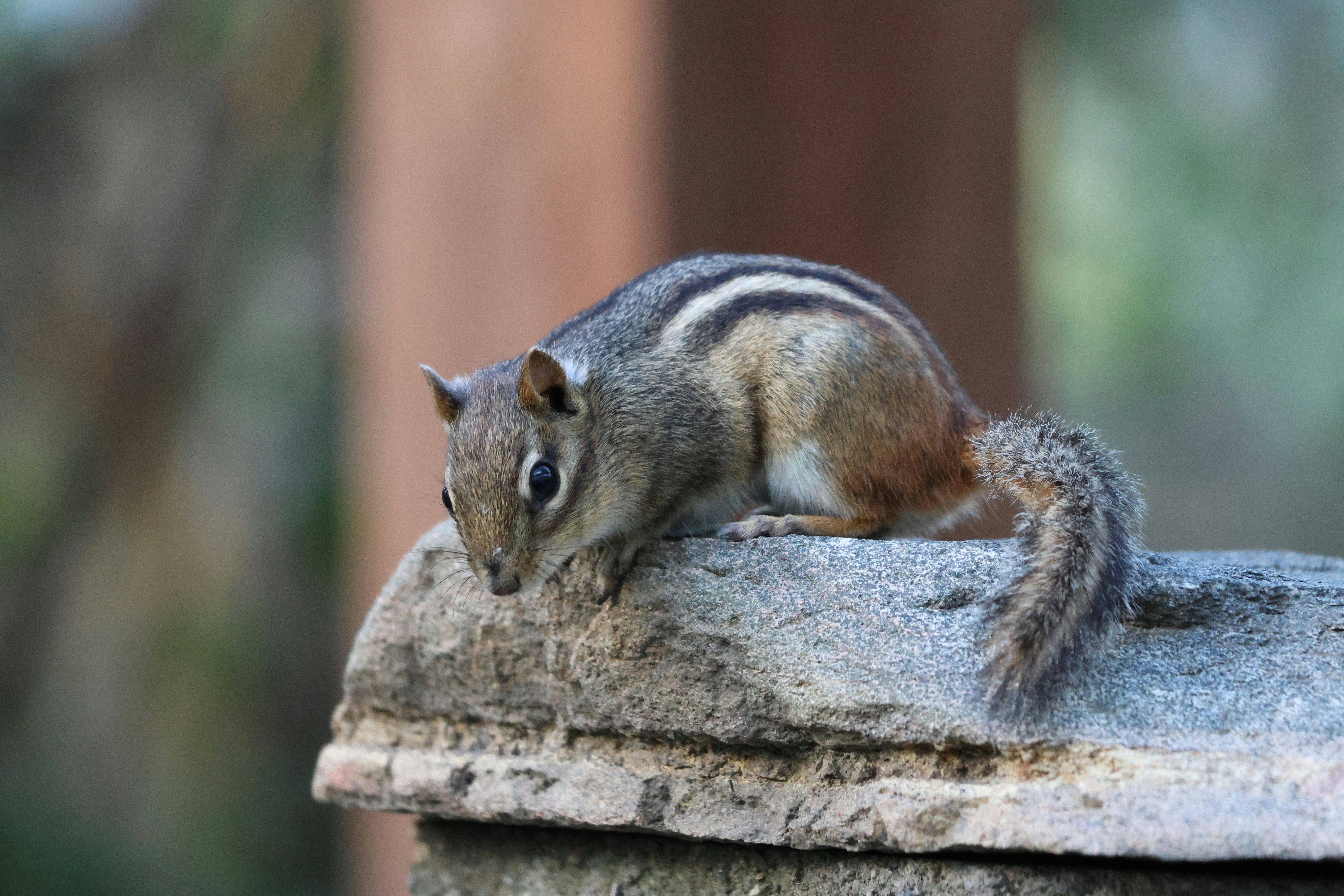 Squirrel Scout on a Weathered Ledge