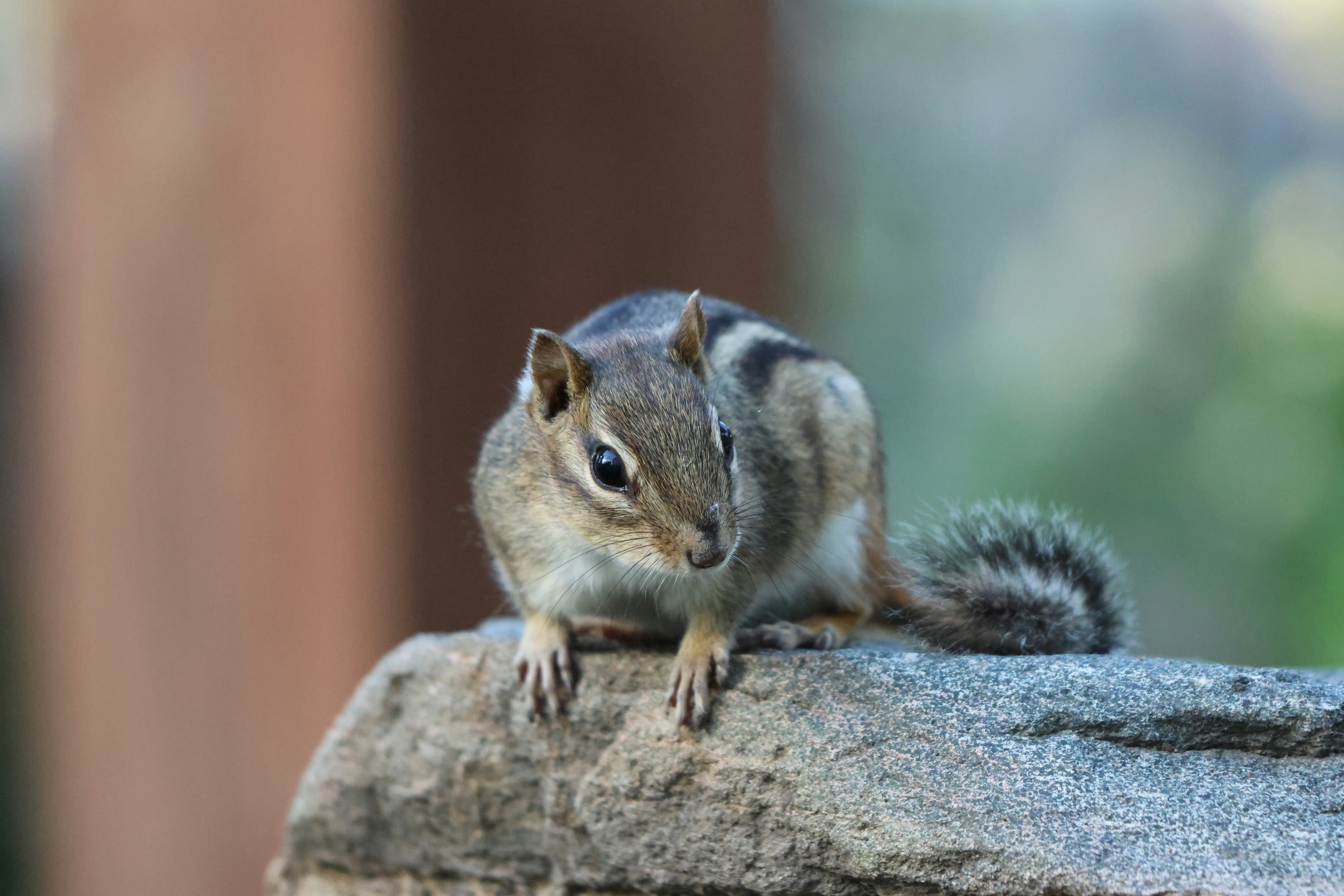 Chipmunk on a Weathered Log: A Moment of Pause