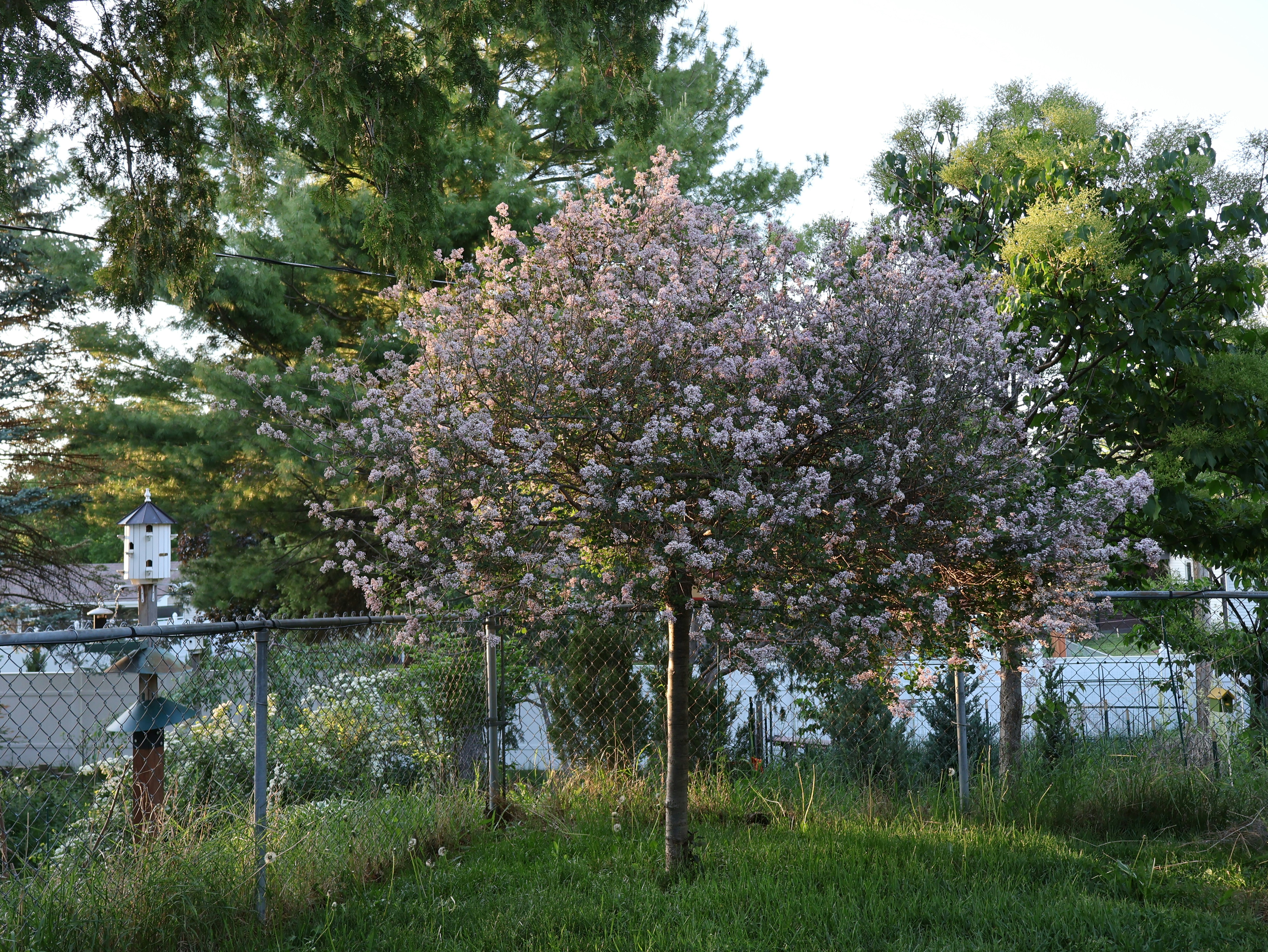 Blossoming Street Tree Framed by a Quiet Backyard Fence
