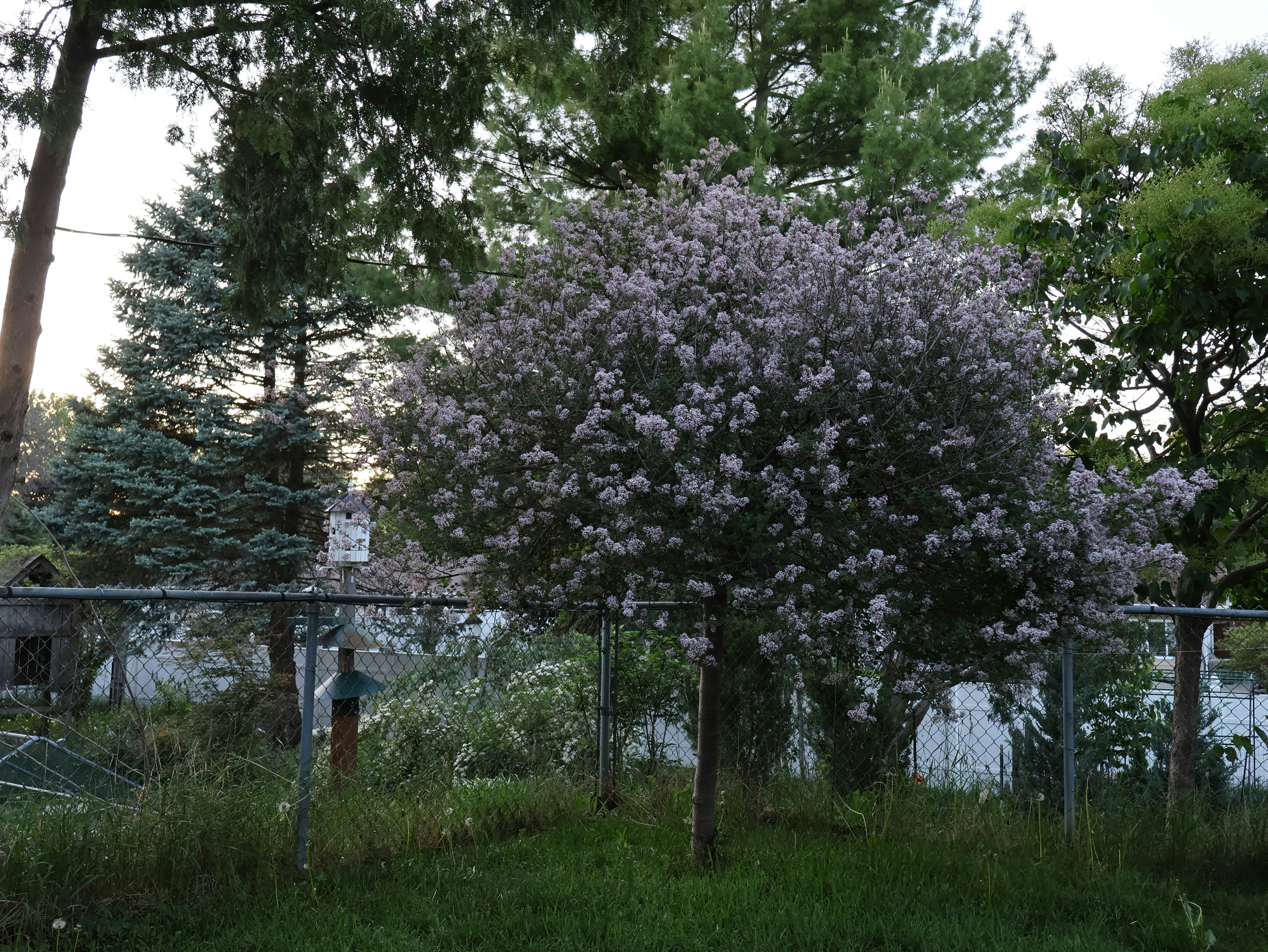 Blossom Sentinel by the Chain-Link Fence
