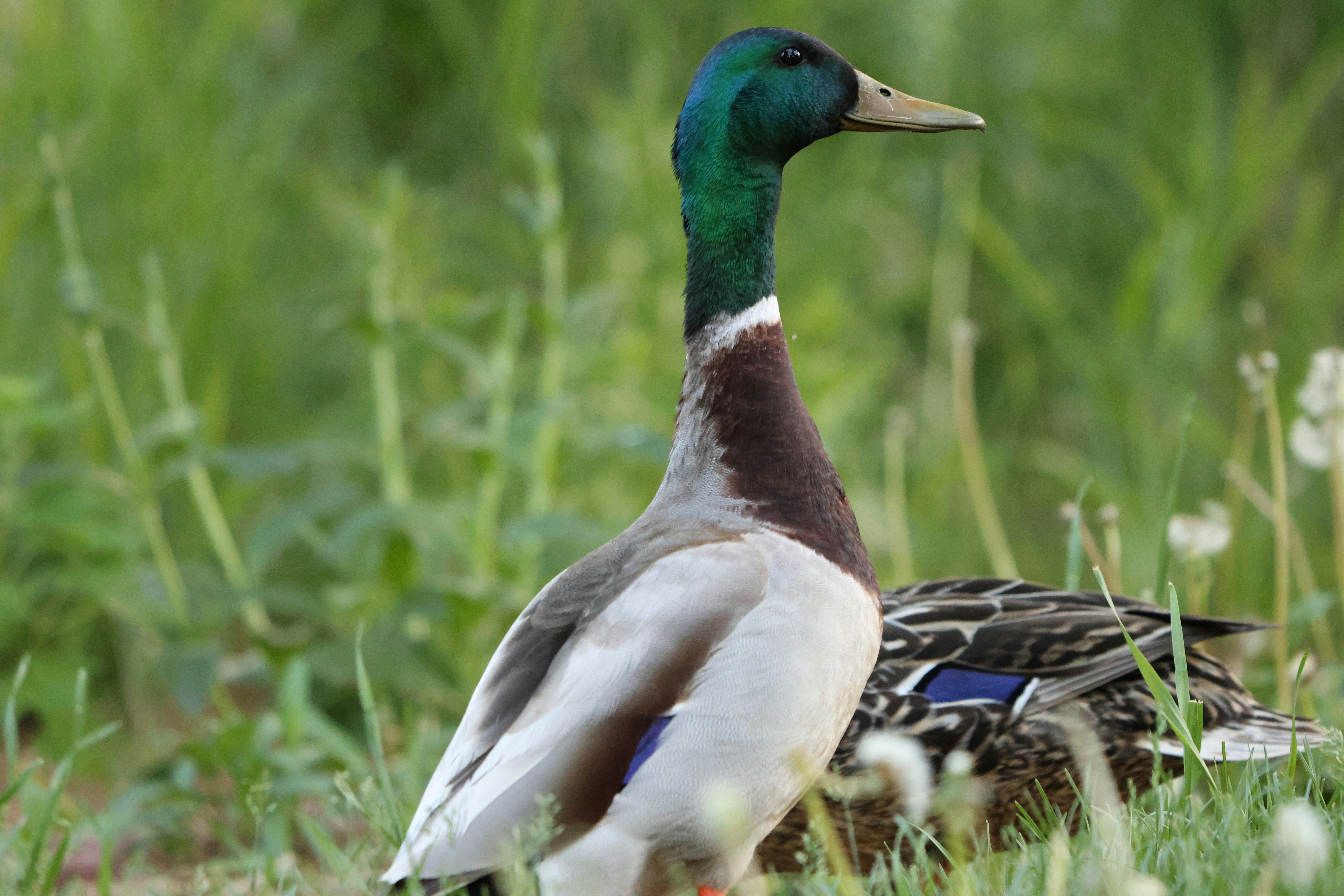 Emerald Crown in Wet Meadow: A Mallard Resting Among Tall Grass