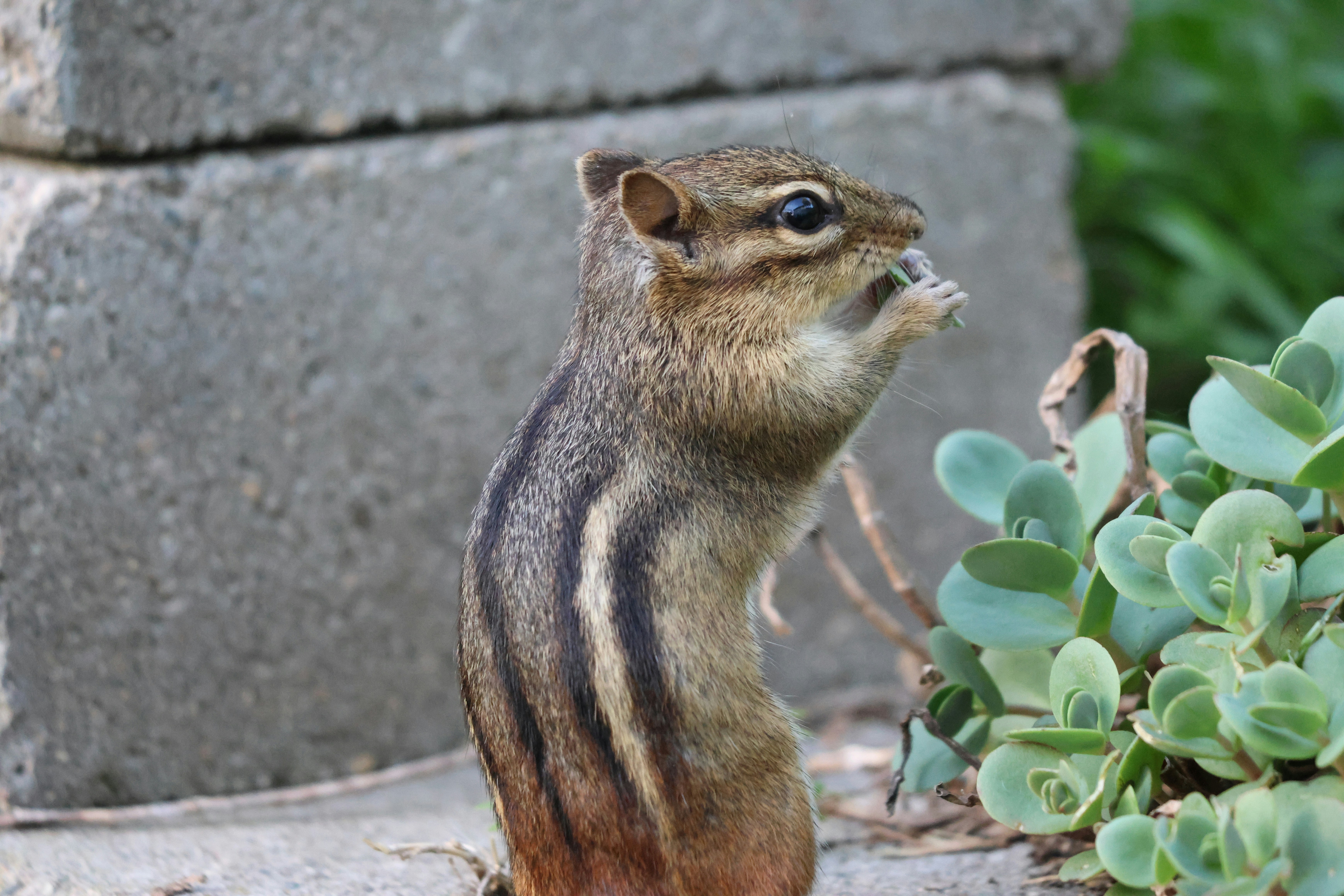 Chipmunk in a Corner: Nibbling by the Succulent Clusters