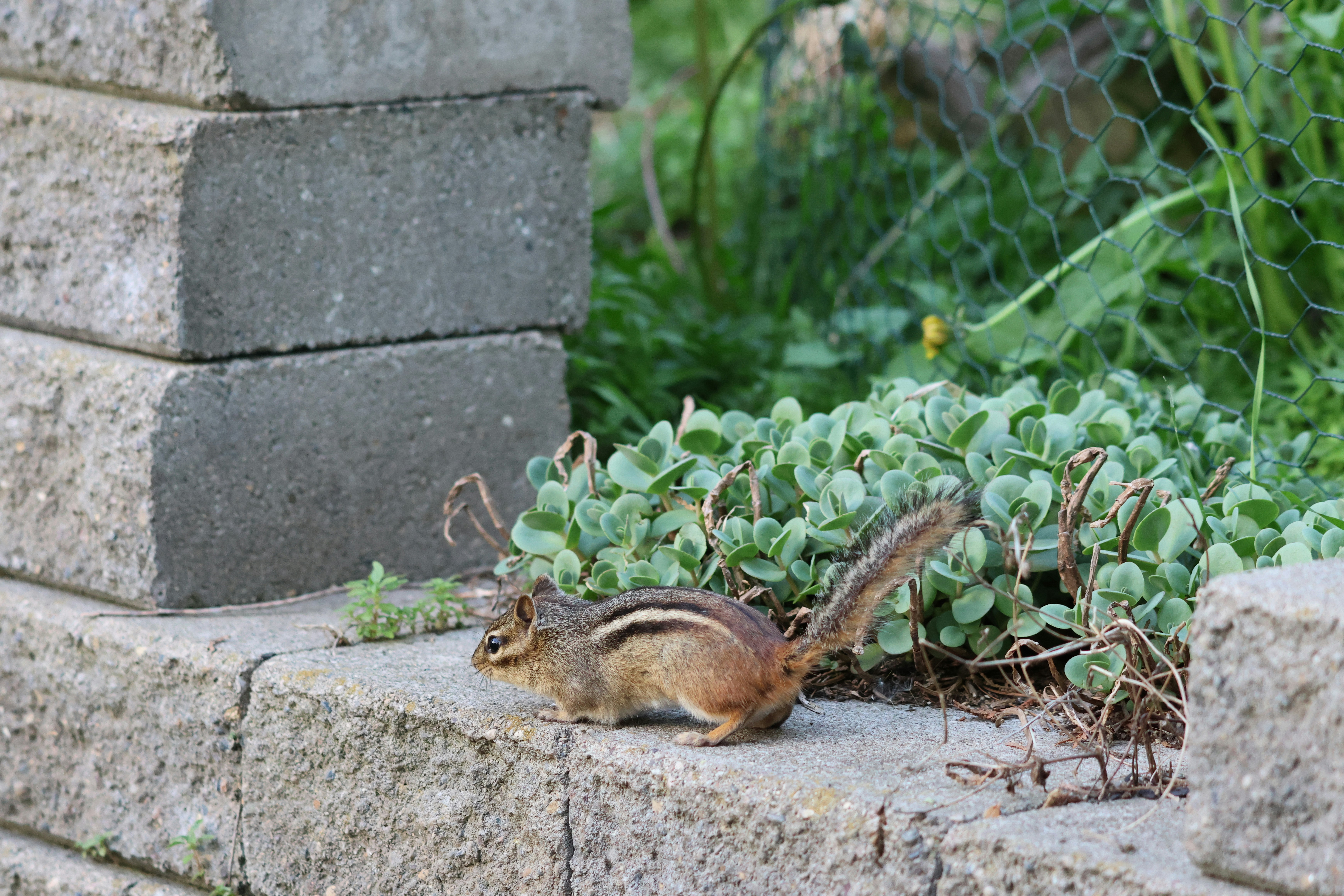 Wall-Top Squirrel Pause