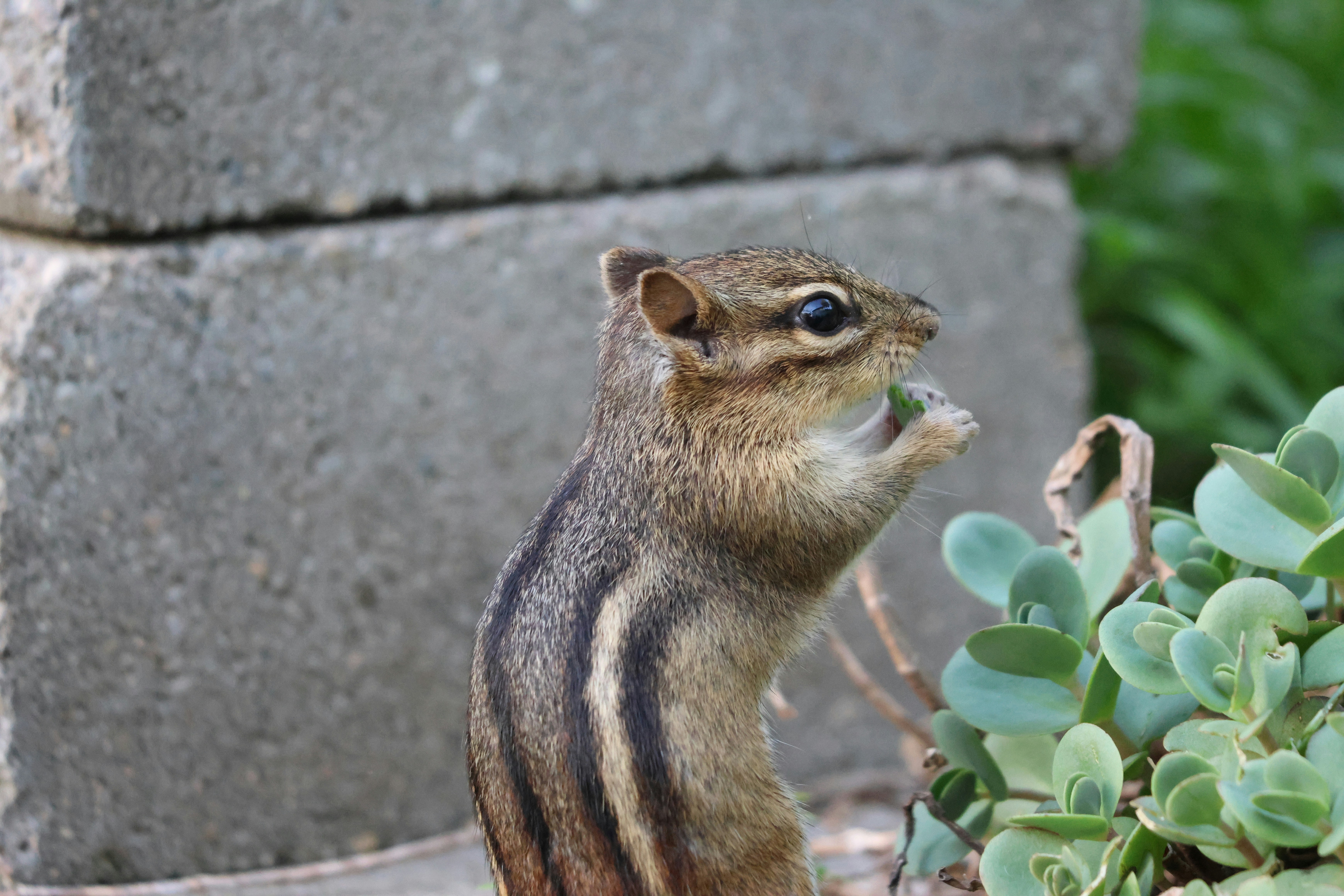 Chipmunk at the Edge of a Concrete Garden